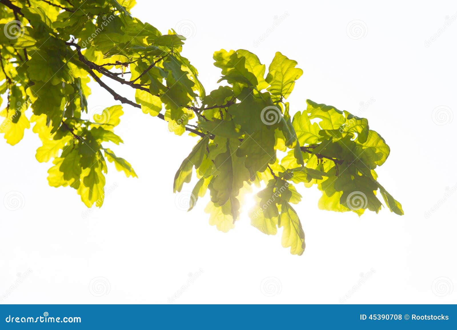 Green Branch of the Oak Tree in the Sunshine Stock Photo - Image of ...