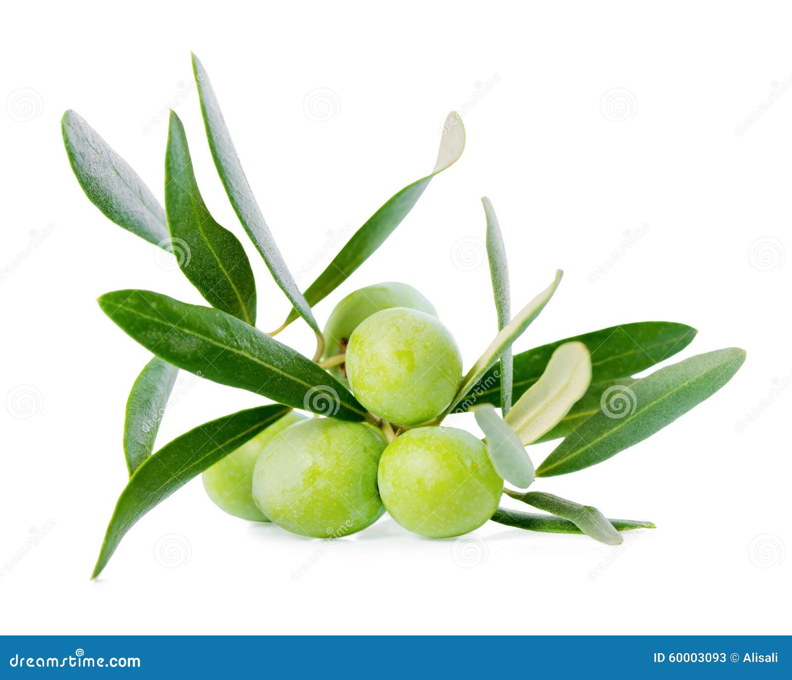 Green Branch of Olive Tree with Berries is Isolated on White Bac Stock ...