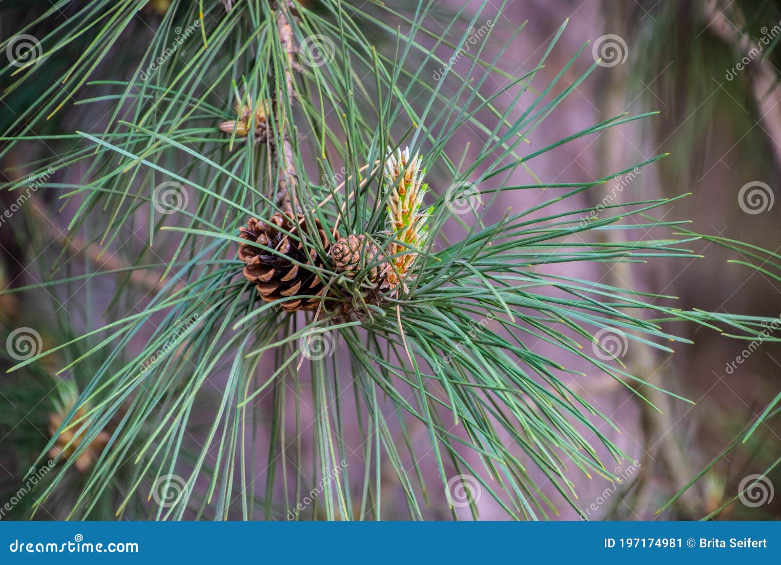 Green Branch of the Pine Tree Close Up Stock Image - Image of botanical ...