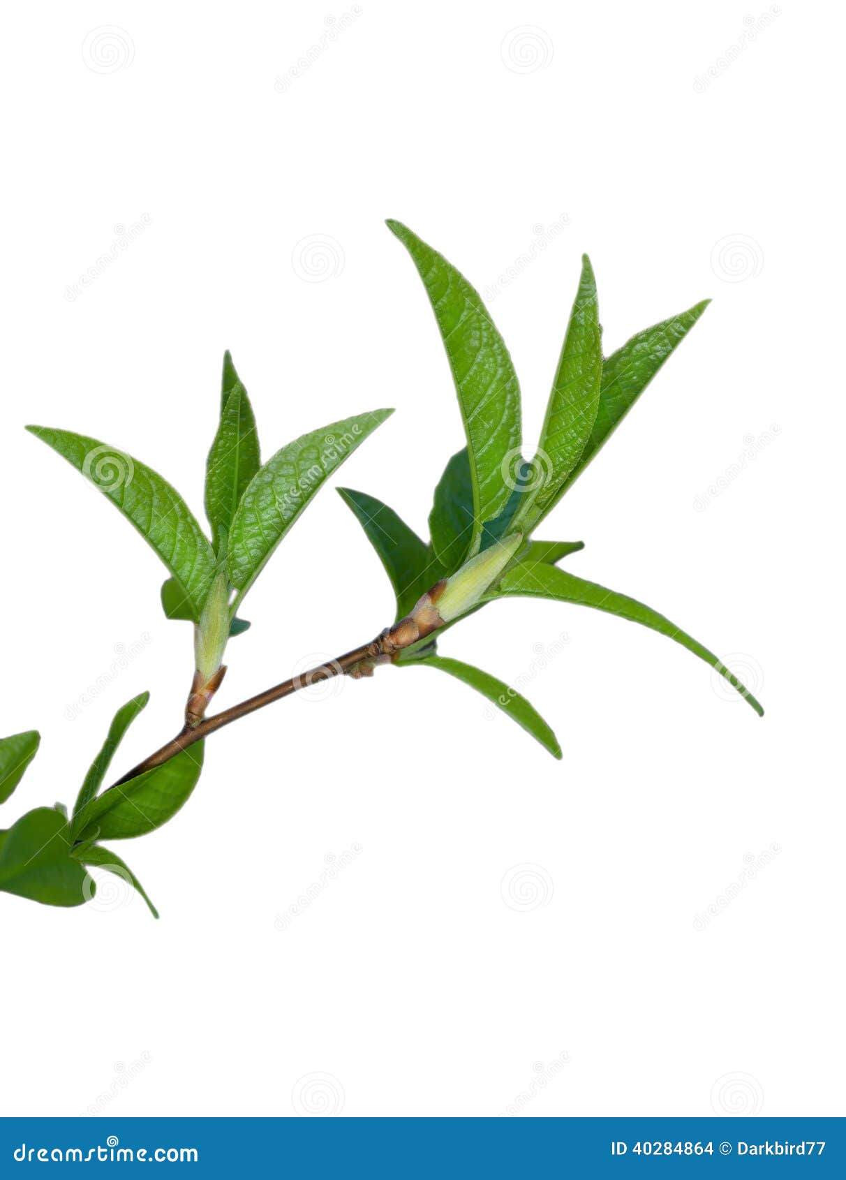 Green Branch of Plant Isolated Stock Photo - Image of spring, botany ...