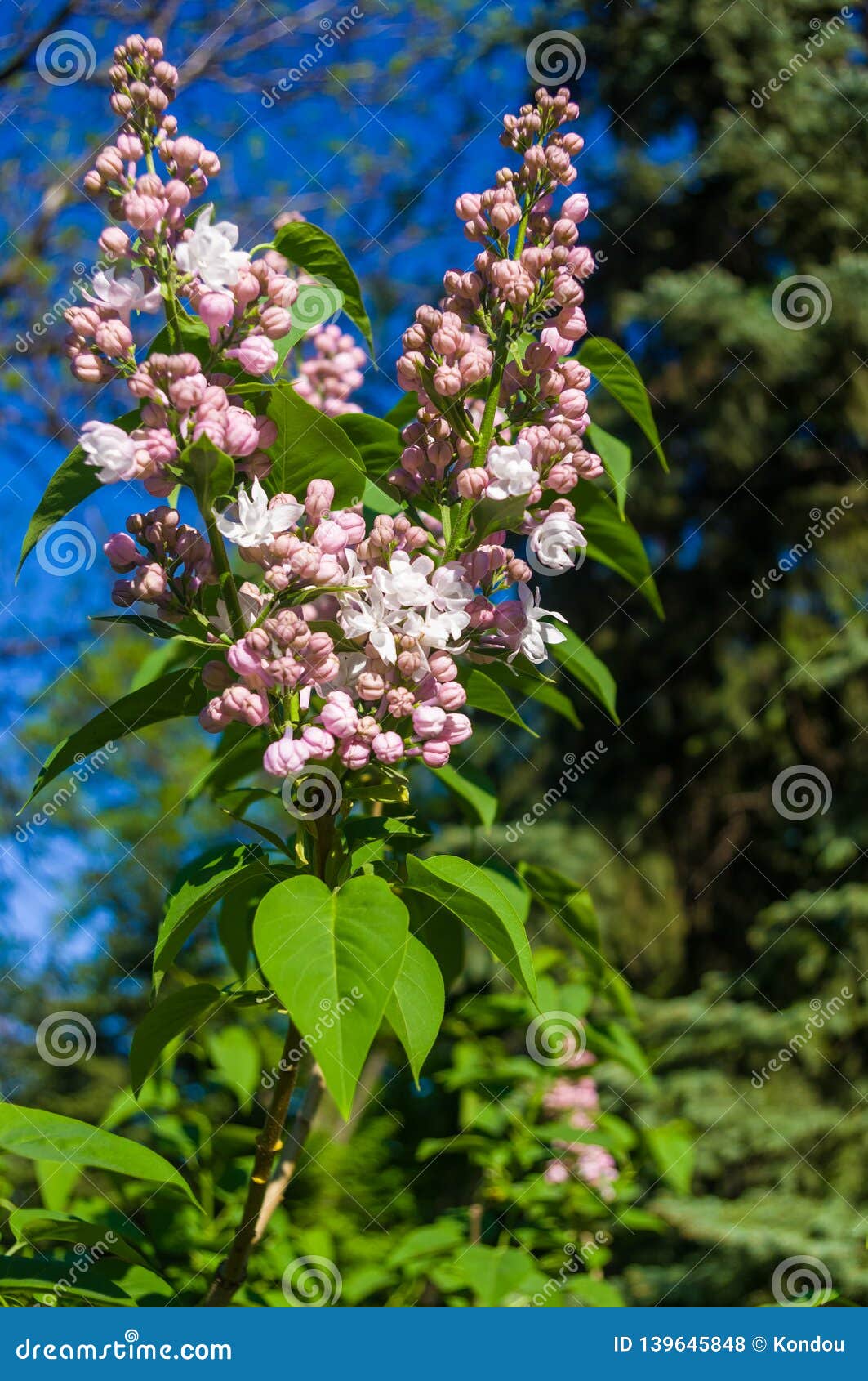 Green Branch with Spring Blossoming Ilac Flowers Stock Photo - Image of ...