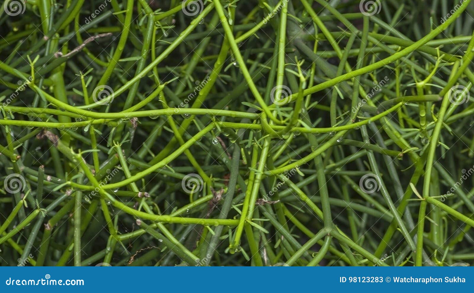 Green branch texture stock image. Image of trees, background - 98123283