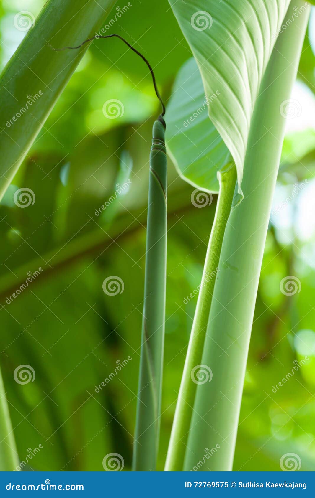 Green Branch Texture Banana Tree, Green Background, Stock Image - Image ...