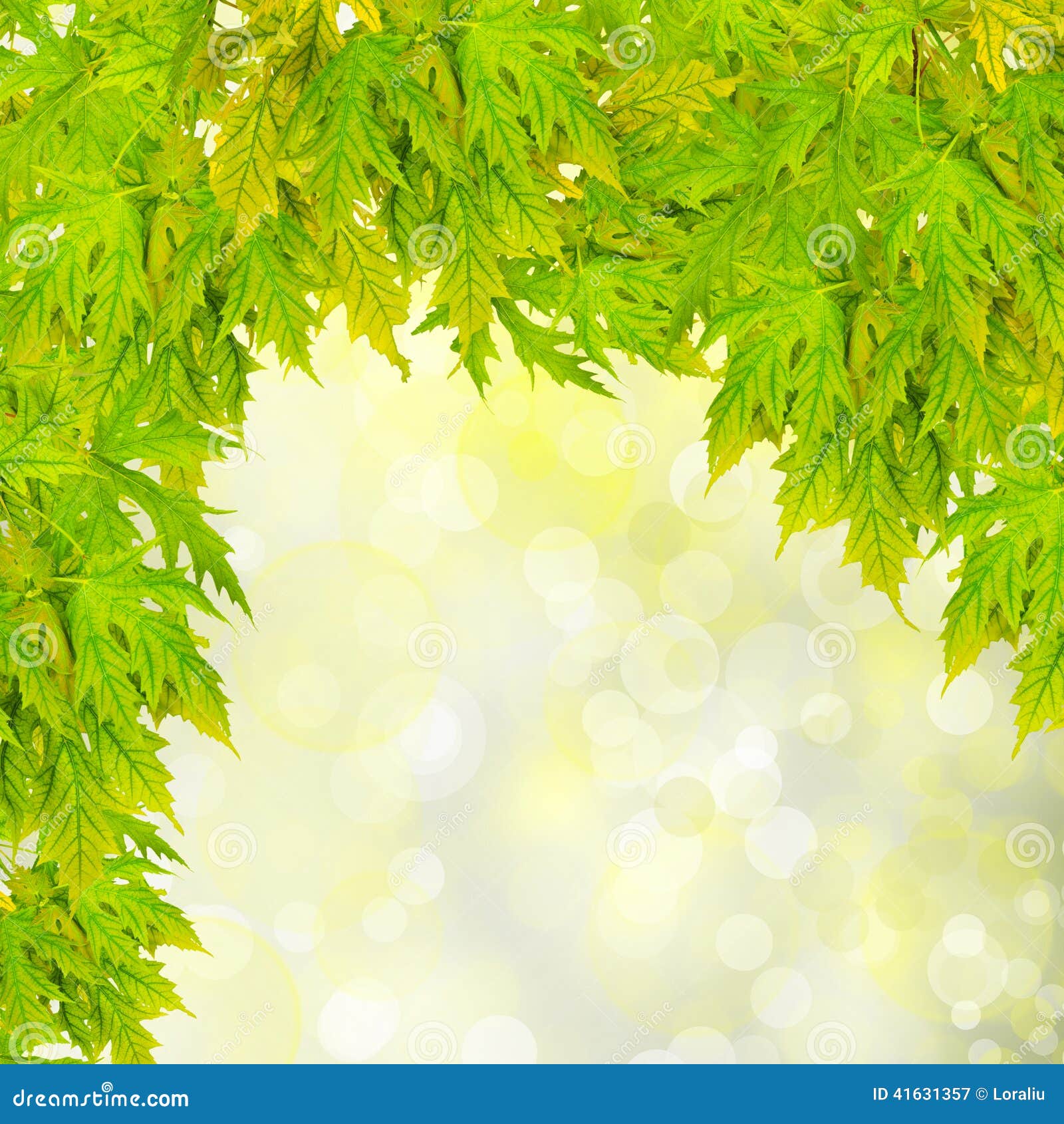 Green Branch of a Tree on Abstract Background Stock Image - Image of ...