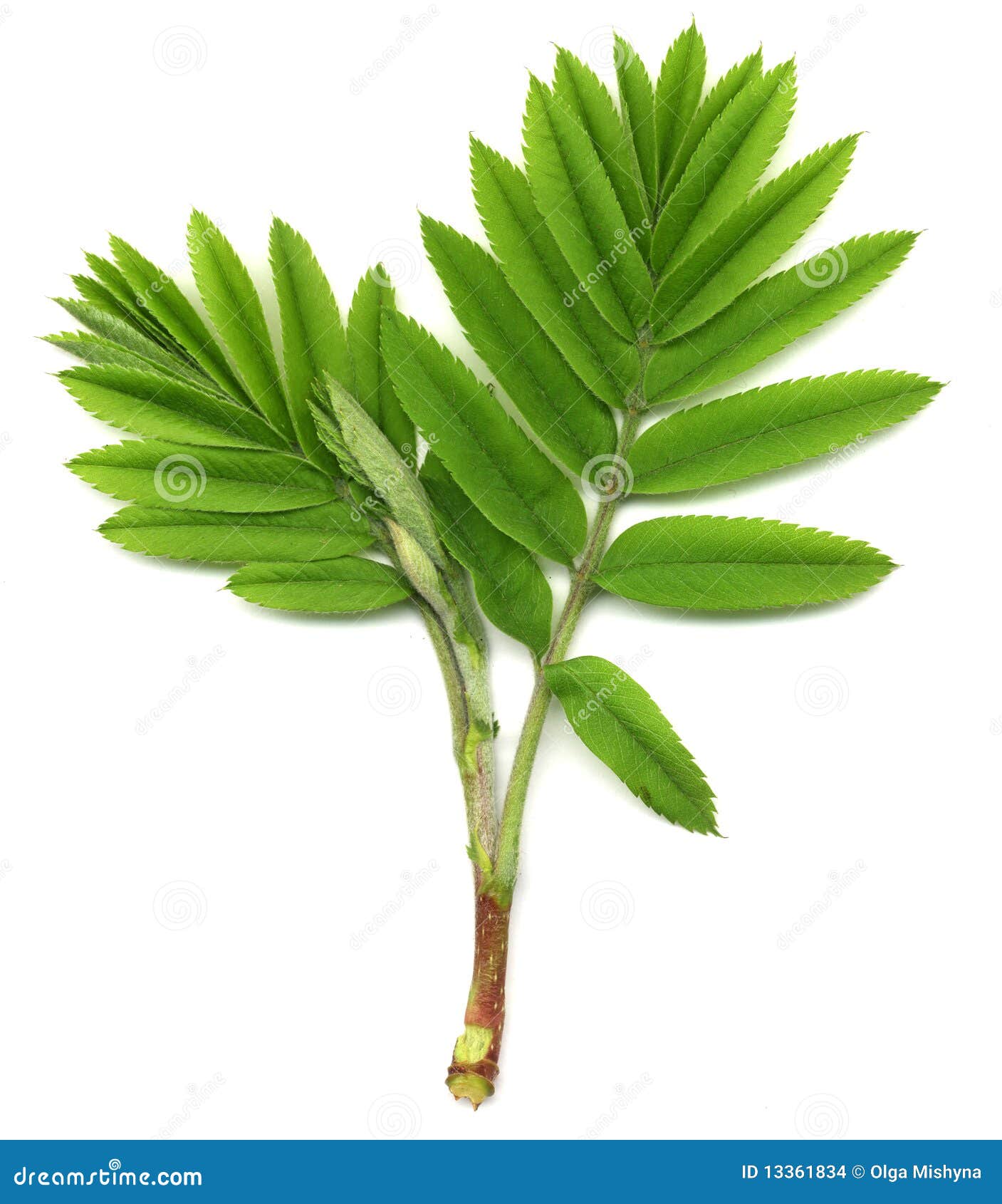 Green Branch of Wild Ash Isolated on White Stock Photo - Image of ...