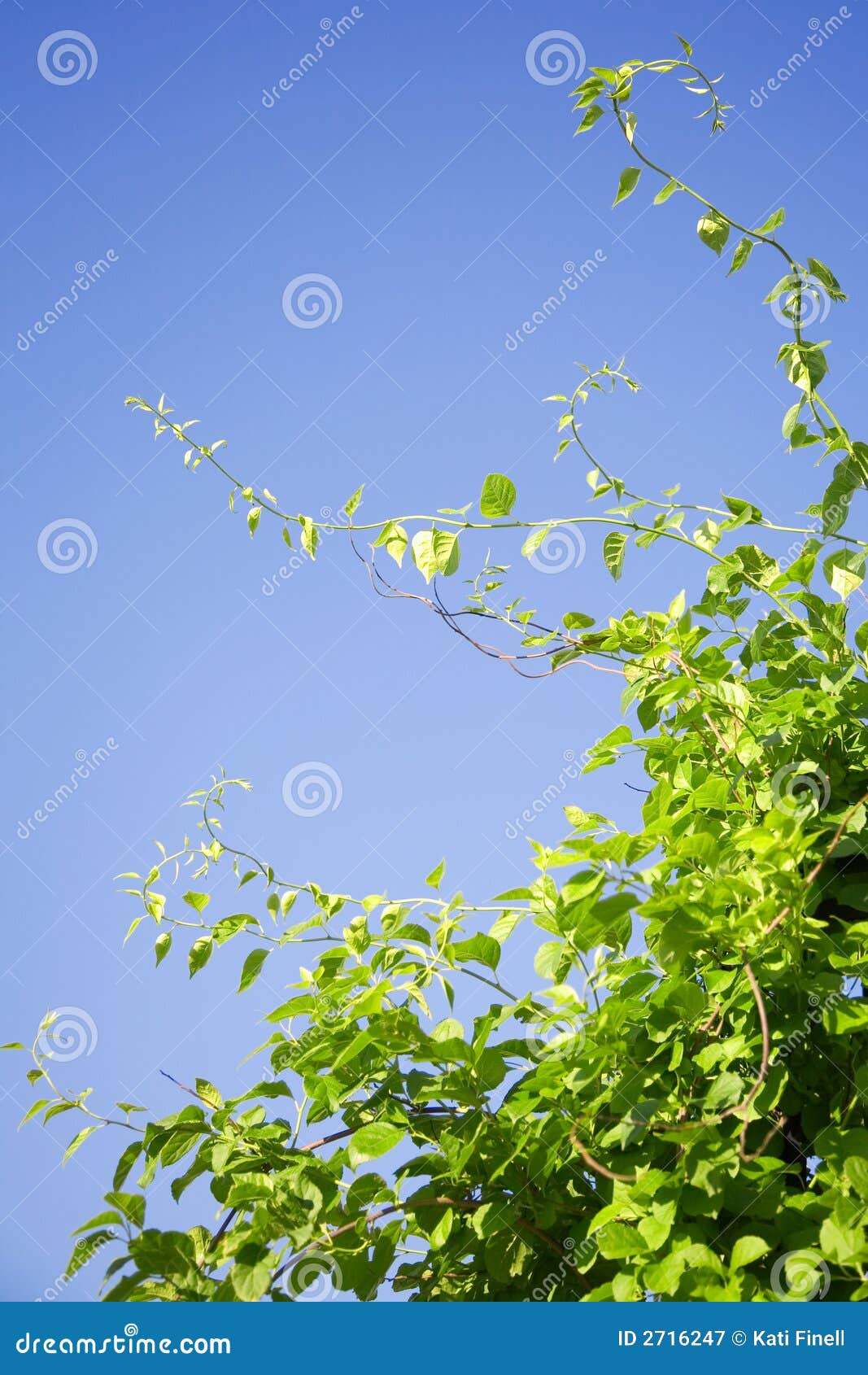 Green branches stock image. Image of grow, sunny, green - 2716247