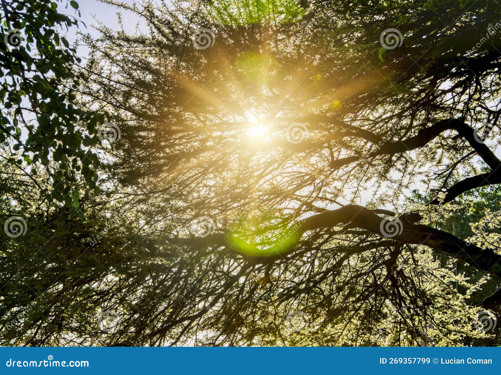 African Acacia Tree Long Needles Royalty-Free Stock Photography ...