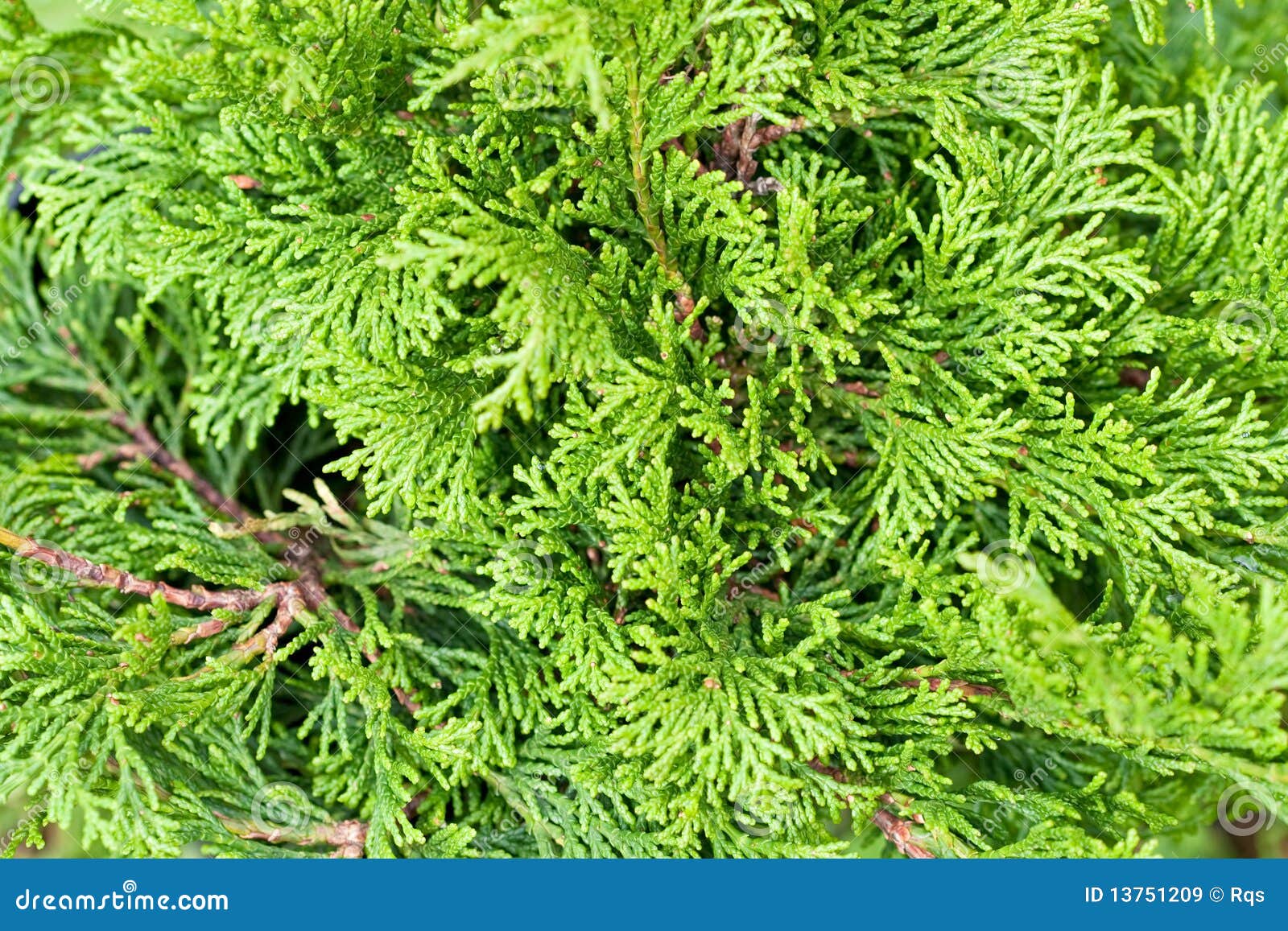 Green Branches of Cedar in Daylaight Stock Image - Image of thuya ...