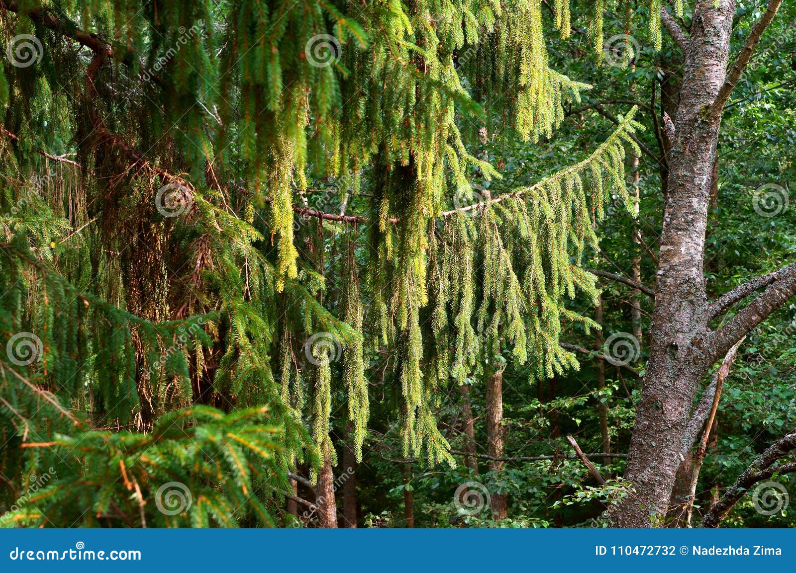 Hanging Branches of Spruce Tree, Green Branches of Conifer Stock Photo ...