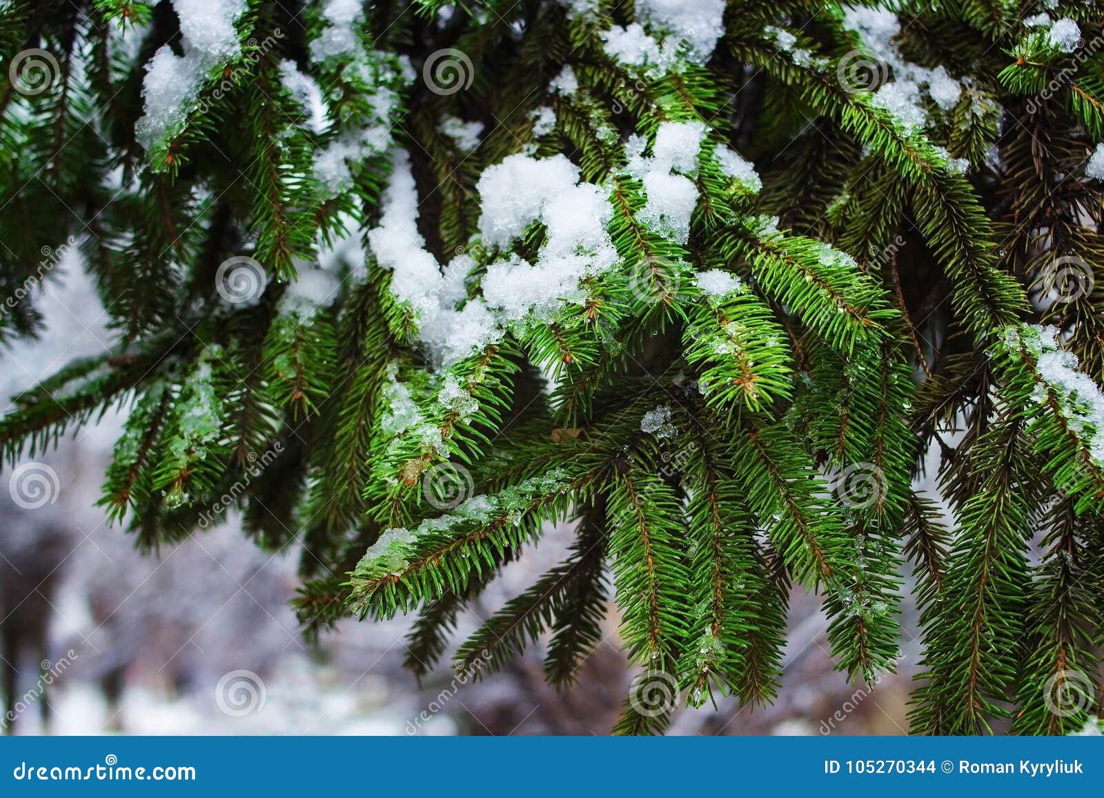 Snow-covered Branches of the Christmas Tree. Stock Photo - Image of ...