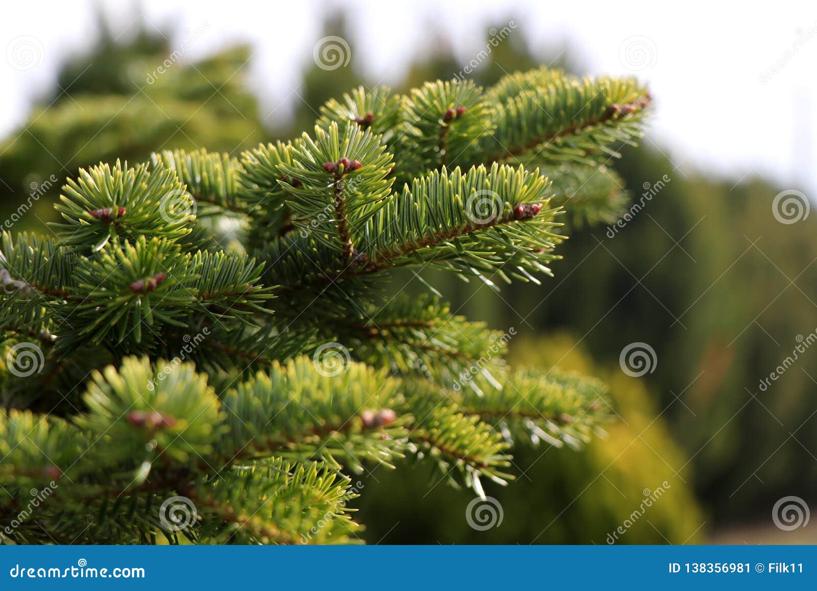 Green Branches of Fir Tree in Forest. Stock Image - Image of natural ...