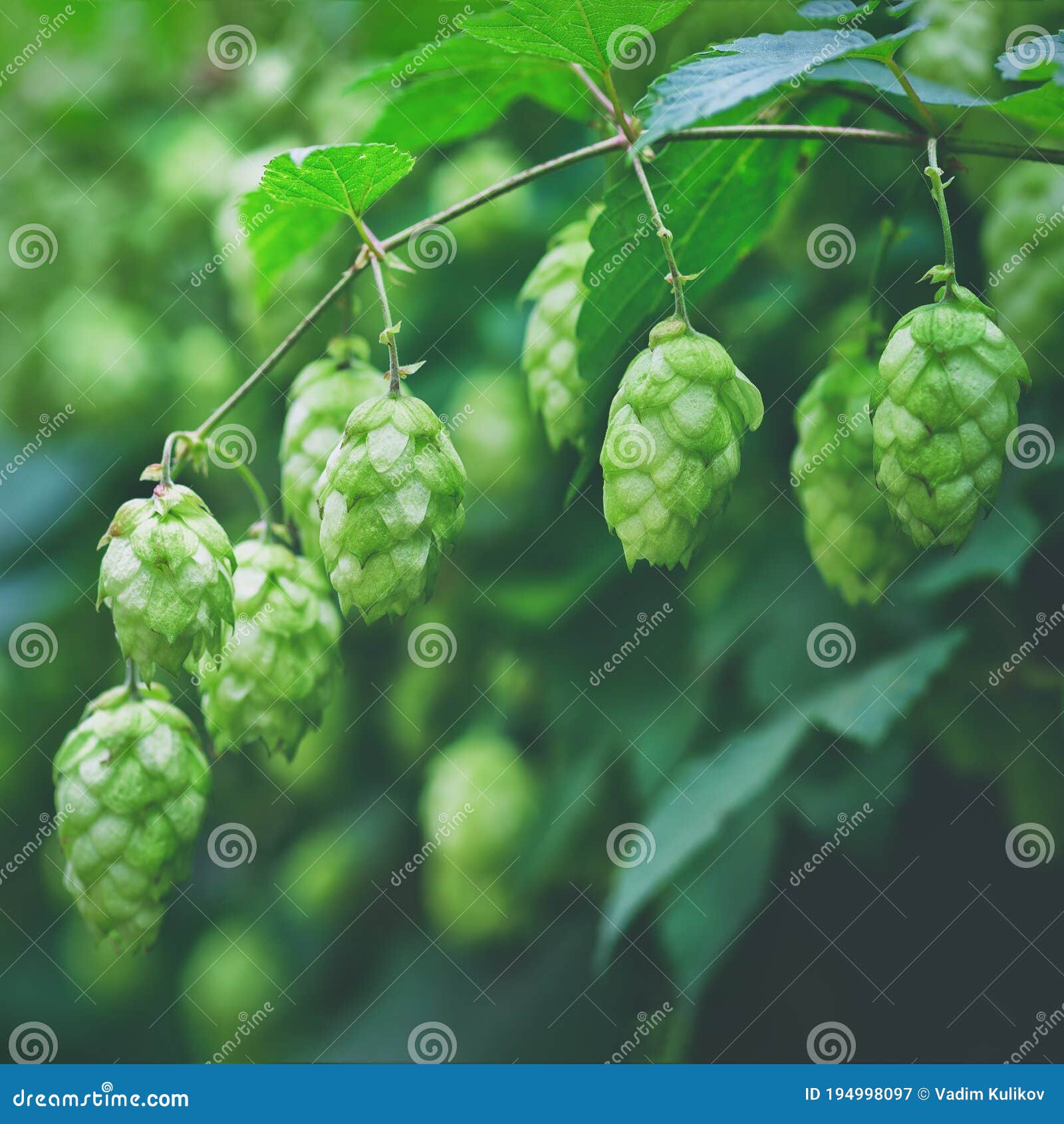 Green Branches of Hops in Natural Light Stock Image - Image of beer ...