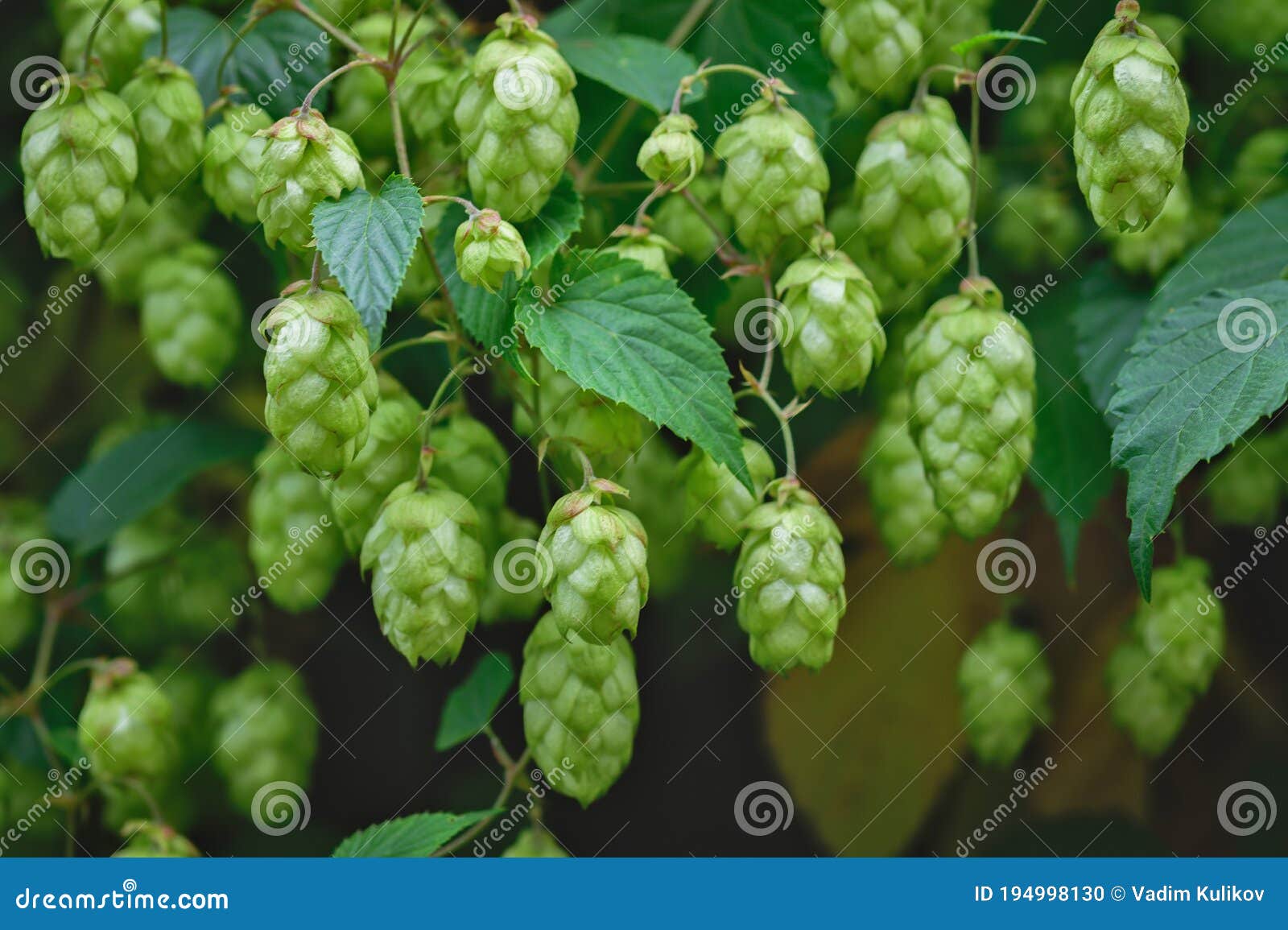 Green Branches of Hops in Natural Light Stock Photo - Image of cones ...