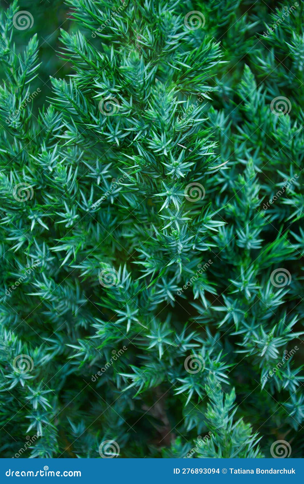 Green Branches of Juniper Closeup. Natural Background Texture Stock ...