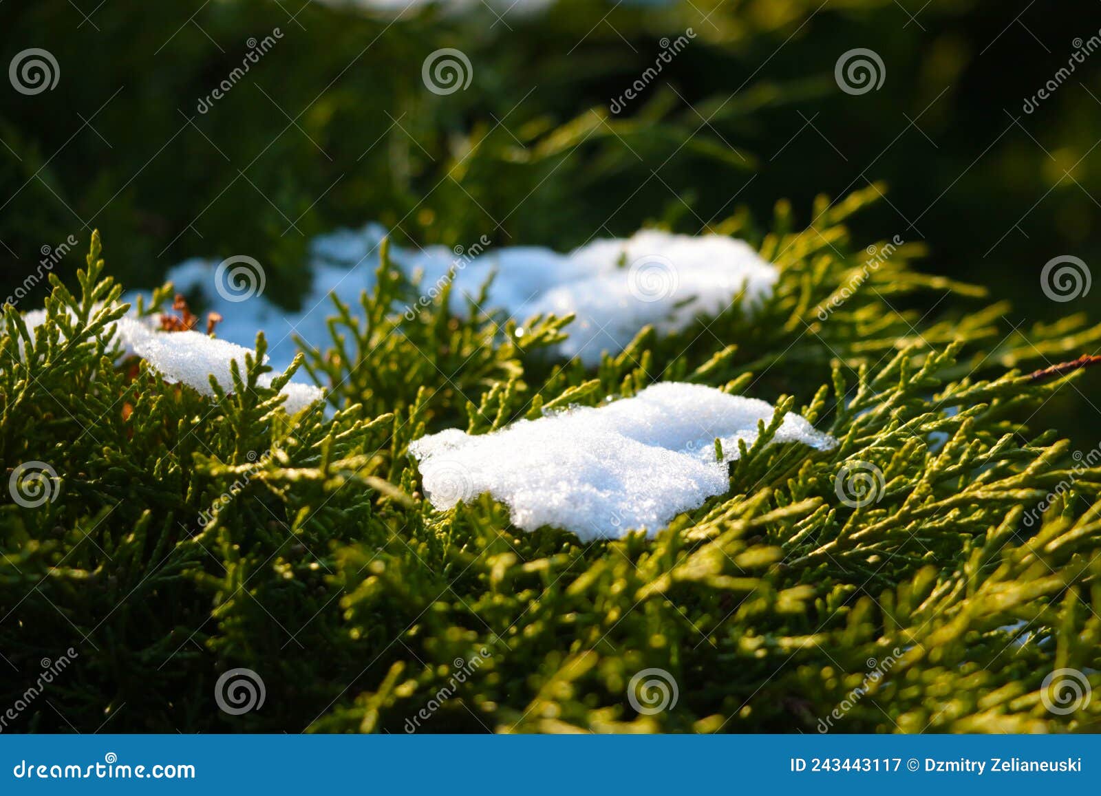 On the Green Branches of Juniper Lies Snow Stock Image - Image of plant ...