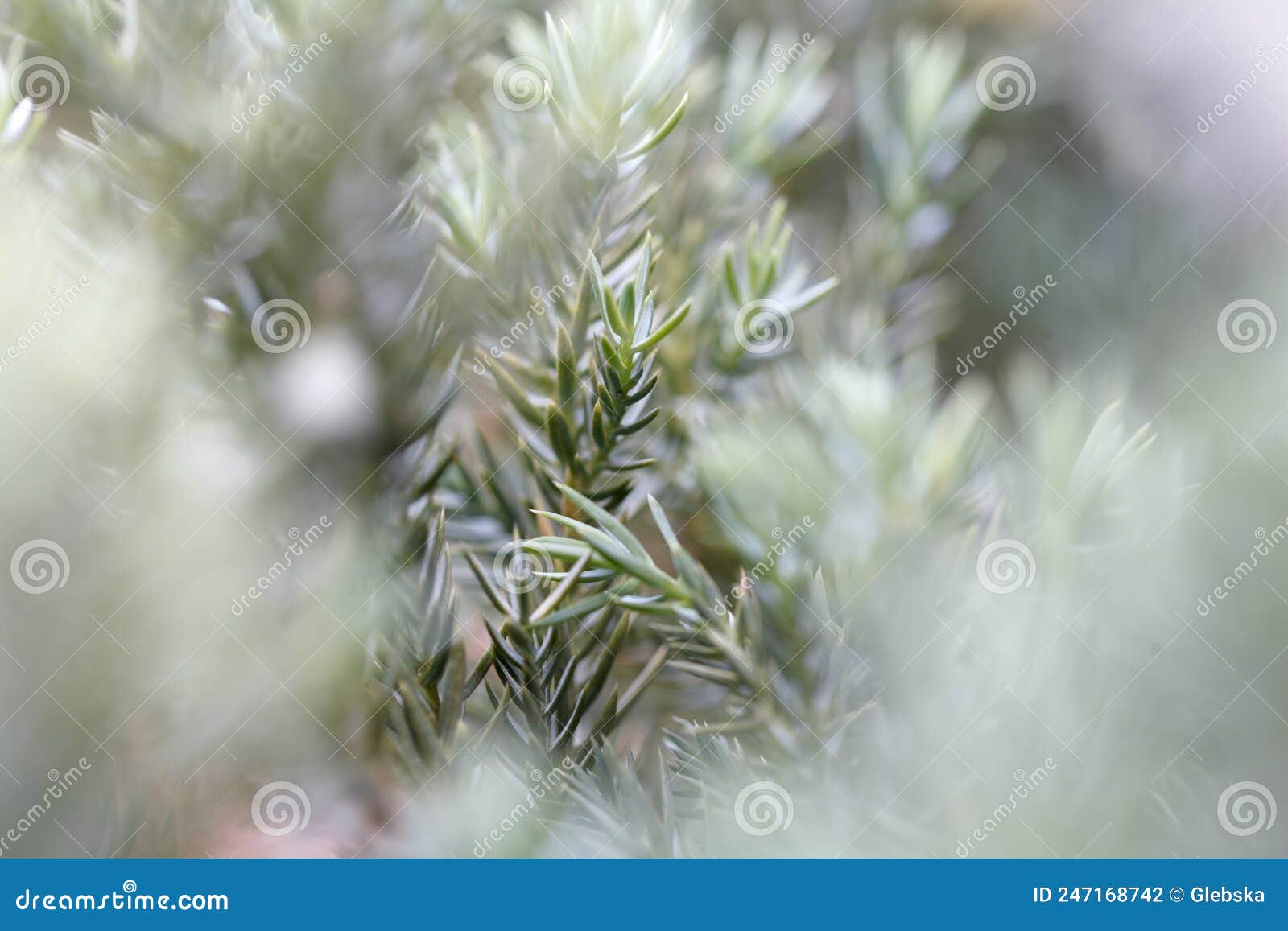 Green Branches of Juniper. Macro Photography Stock Photo - Image of ...