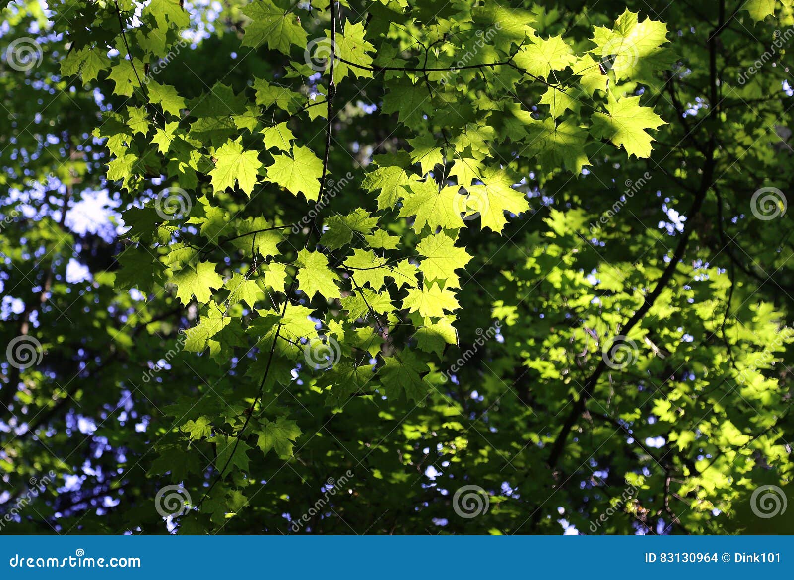 Green branches of maple stock photo. Image of color, oxygen - 83130964