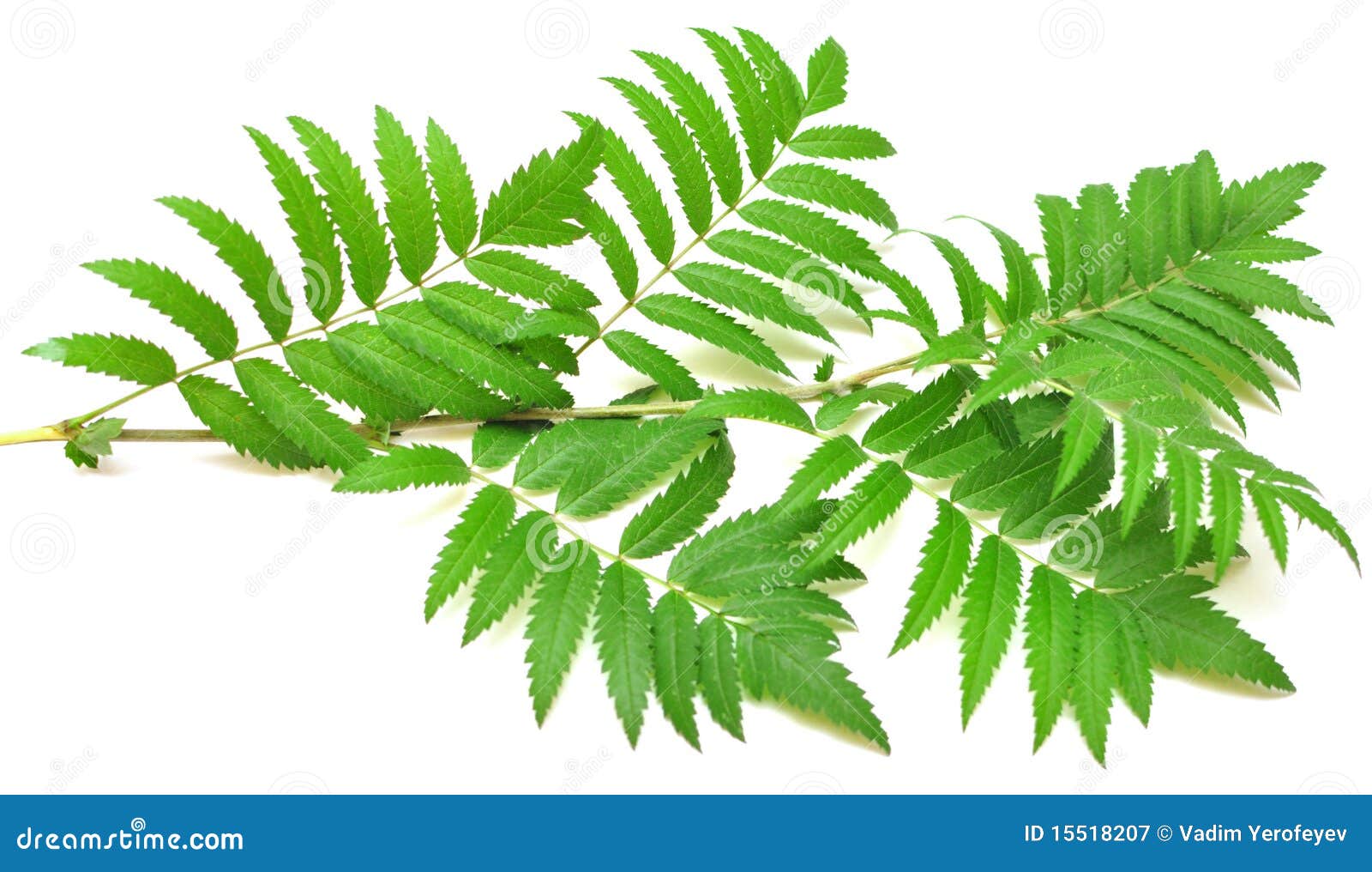Green Branches of Mountain Ash Stock Image - Image of rowanberry, bush ...