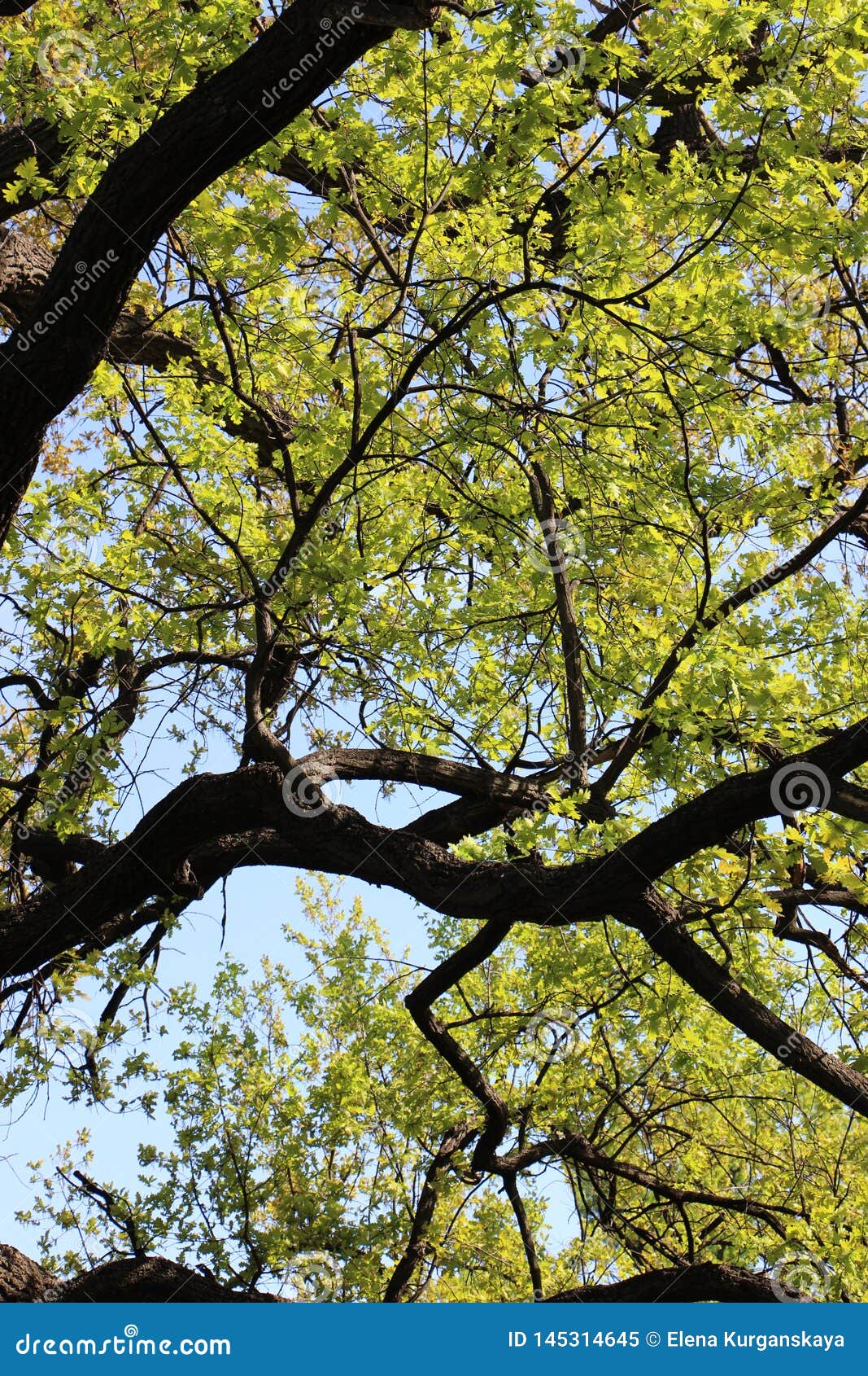 Green Branches of the Oak Tree Stock Image - Image of dark, eden: 145314645