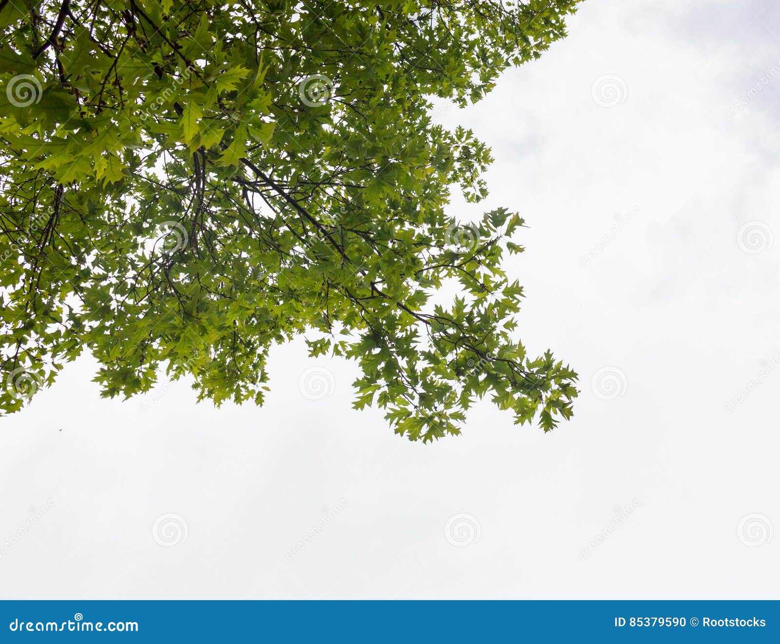Green Branches of the Oak Tree Stock Photo - Image of forest, crown ...
