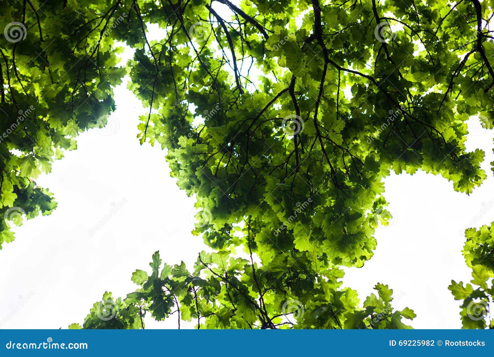 Green Branches of the Oak Tree Stock Photo - Image of light, leaves ...