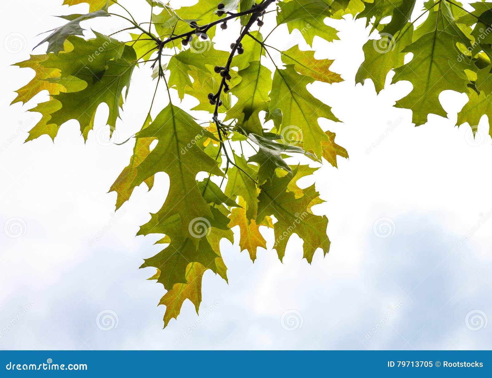 Tiny Acorns Growing In Clusters On Oak Tree In Florida - Quercus ...