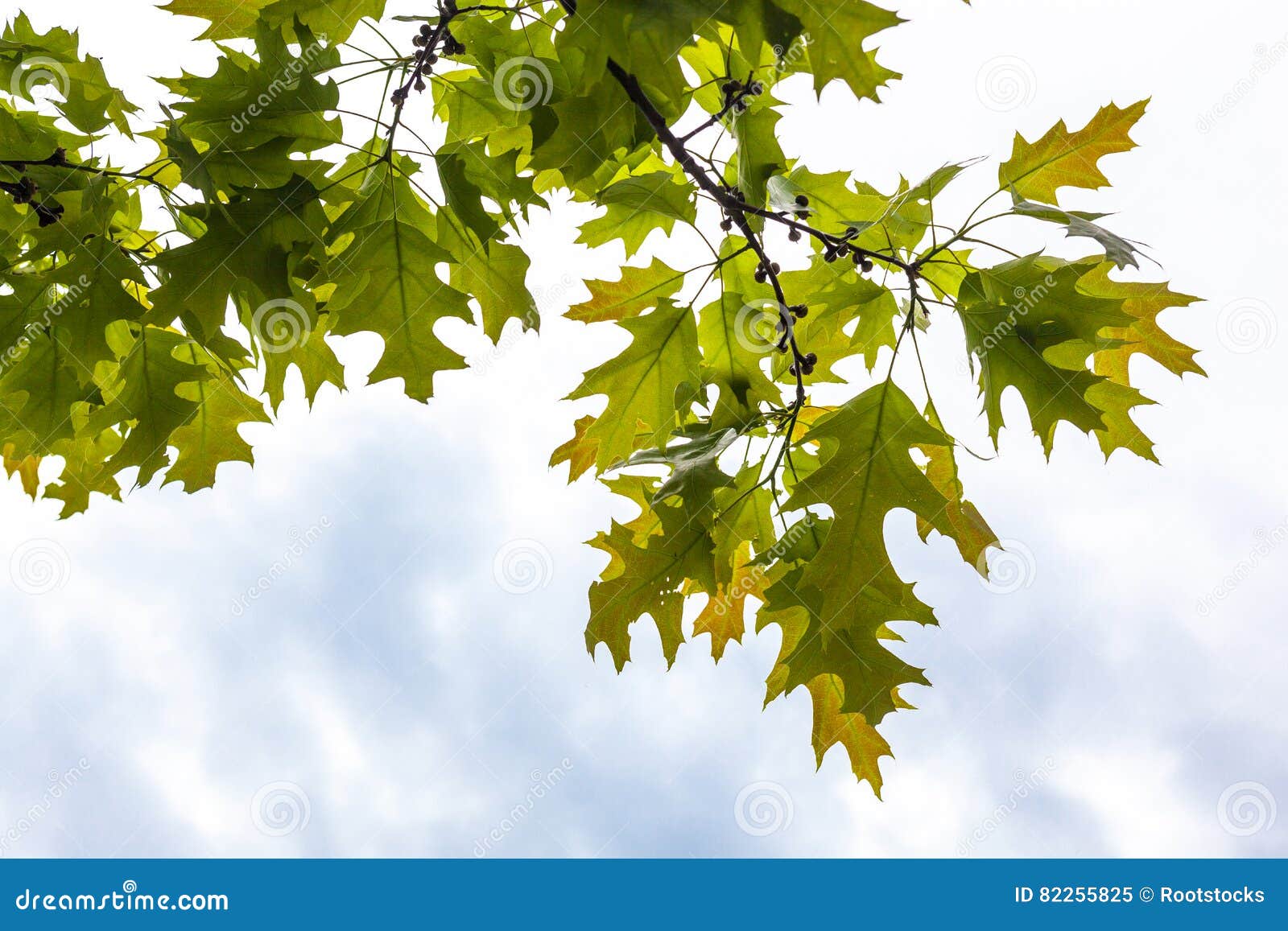 Green Branches of the Oak Tree with Tiny Young Acorns Stock Image ...