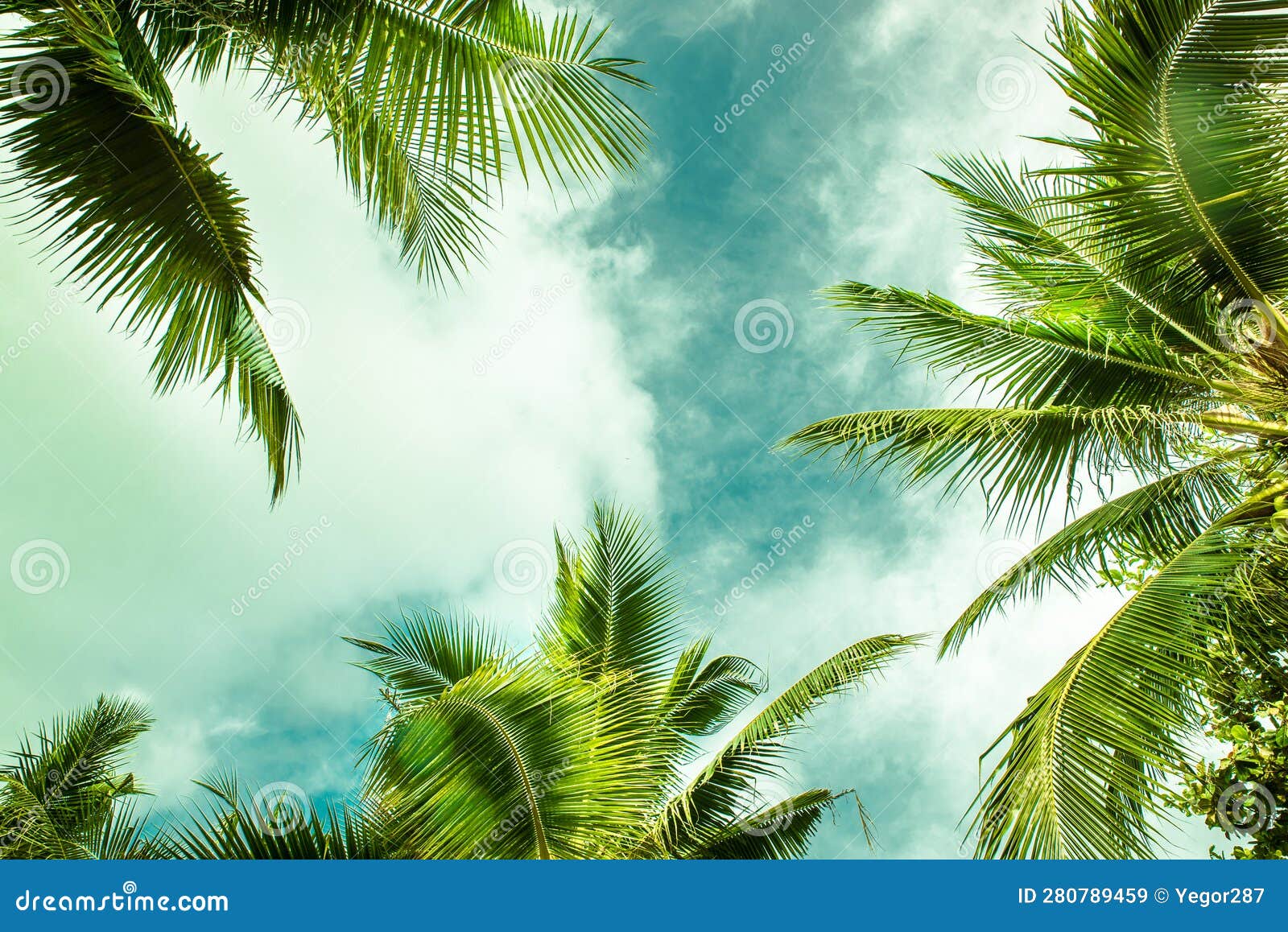 Green Branches of Palm Trees Against the Teal Sky. Stock Image - Image ...