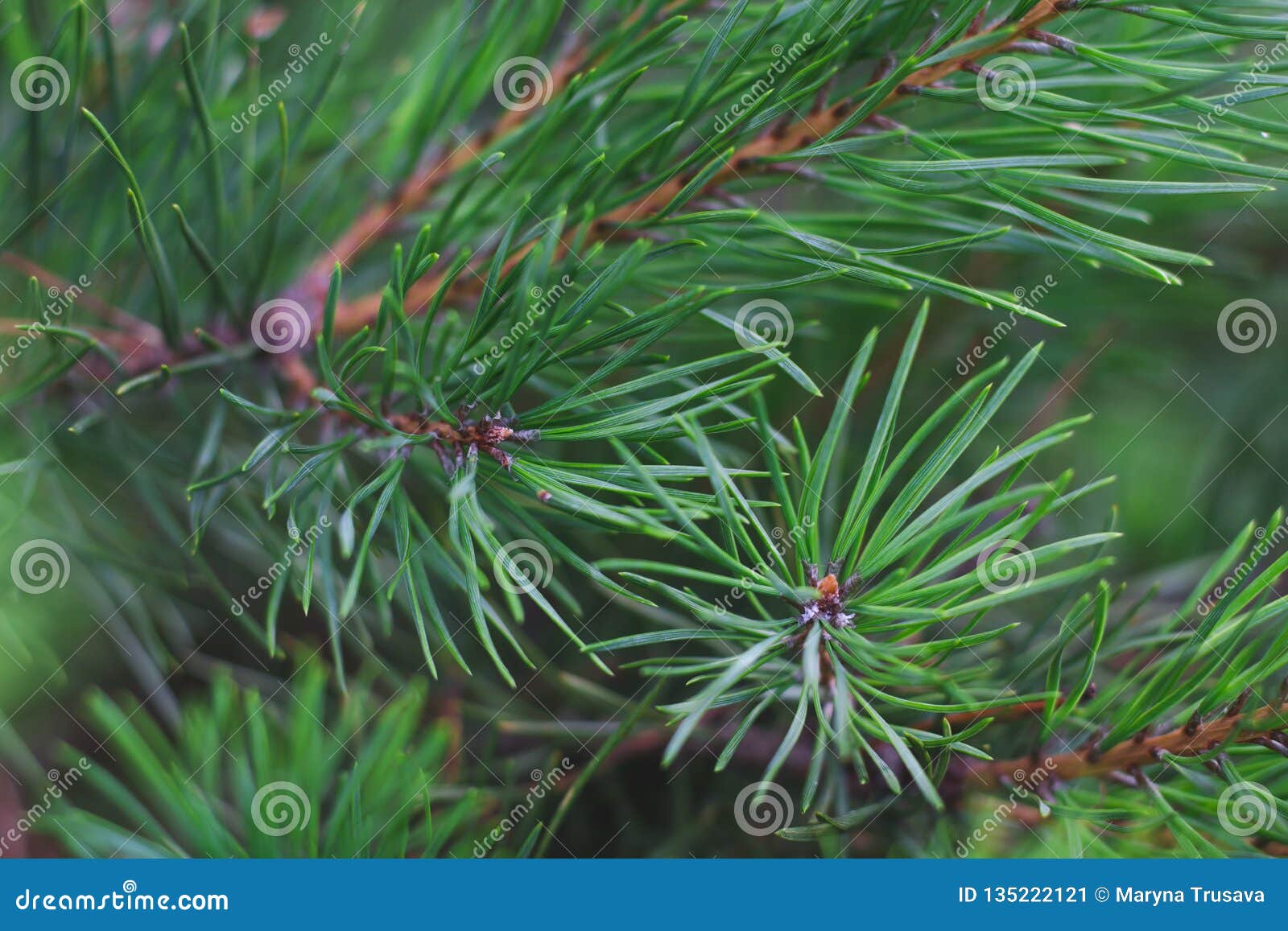 Green Branches of Pine on a Background of Greenery Stock Image - Image ...