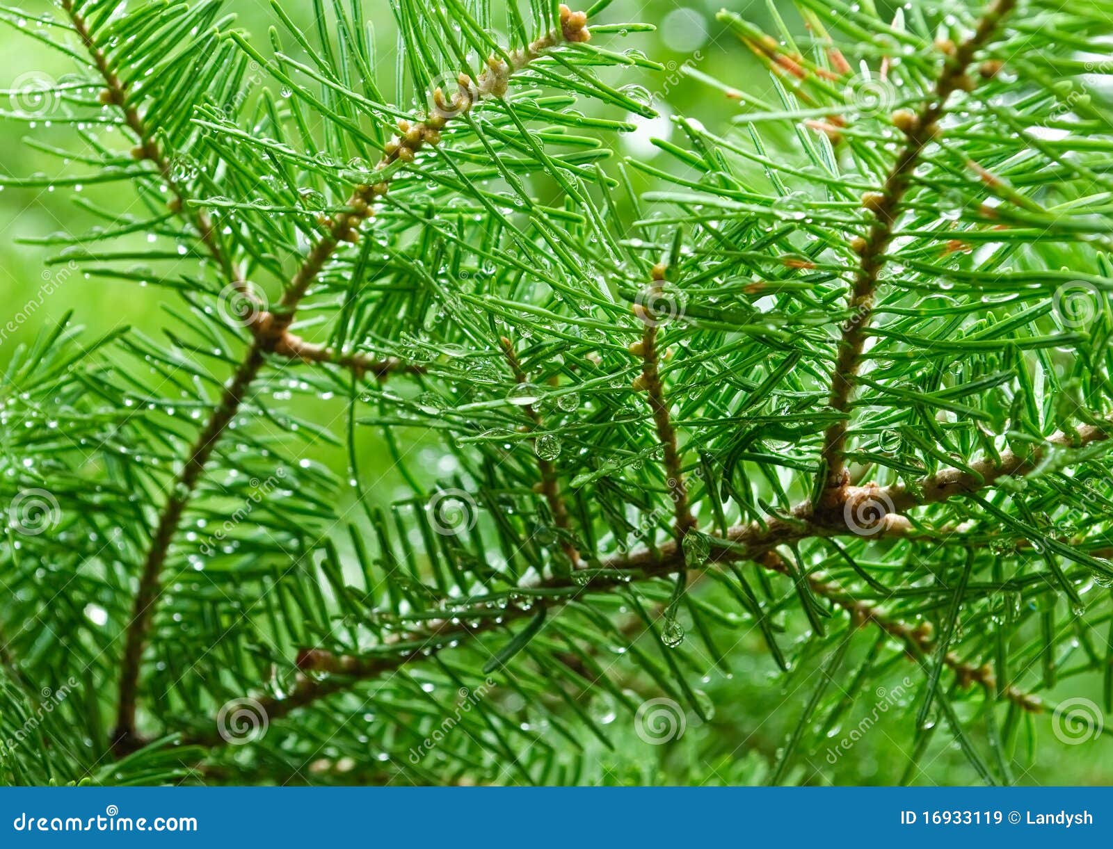 Green Branches of Pine Tree, Needles Stock Image - Image of branch ...