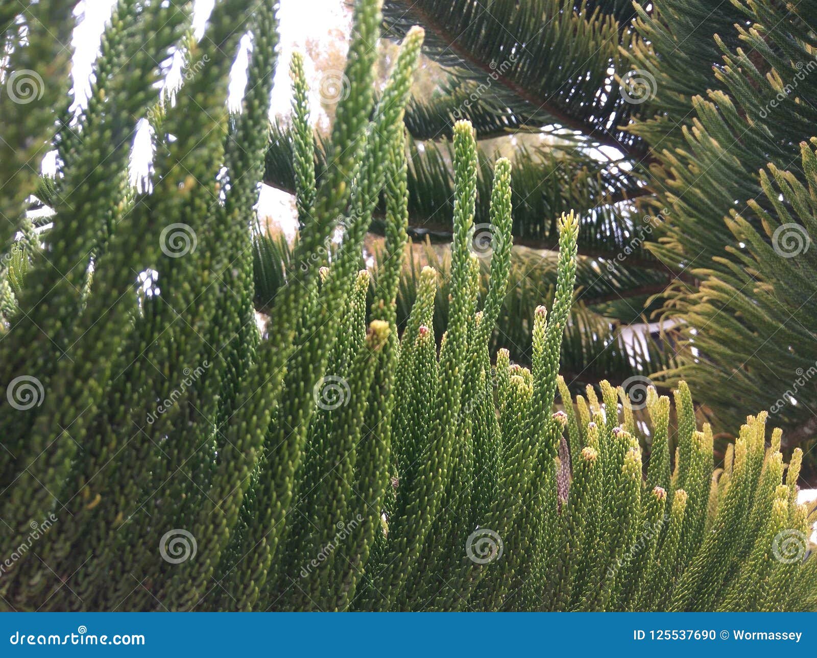 Green Branches of a Pine Tree Stock Photo - Image of backgrouns, winter ...
