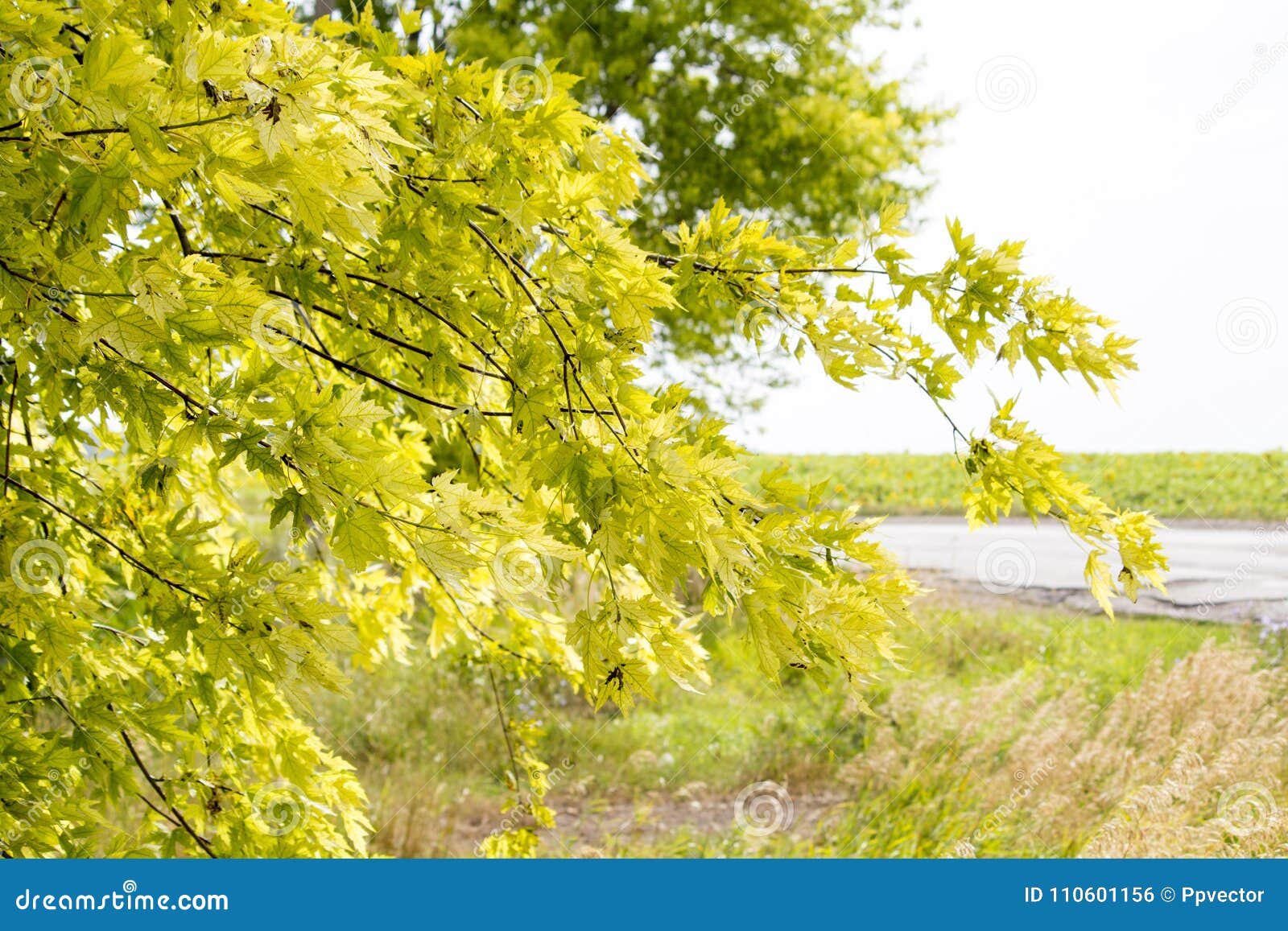 Green branches and road stock photo. Image of bright - 110601156