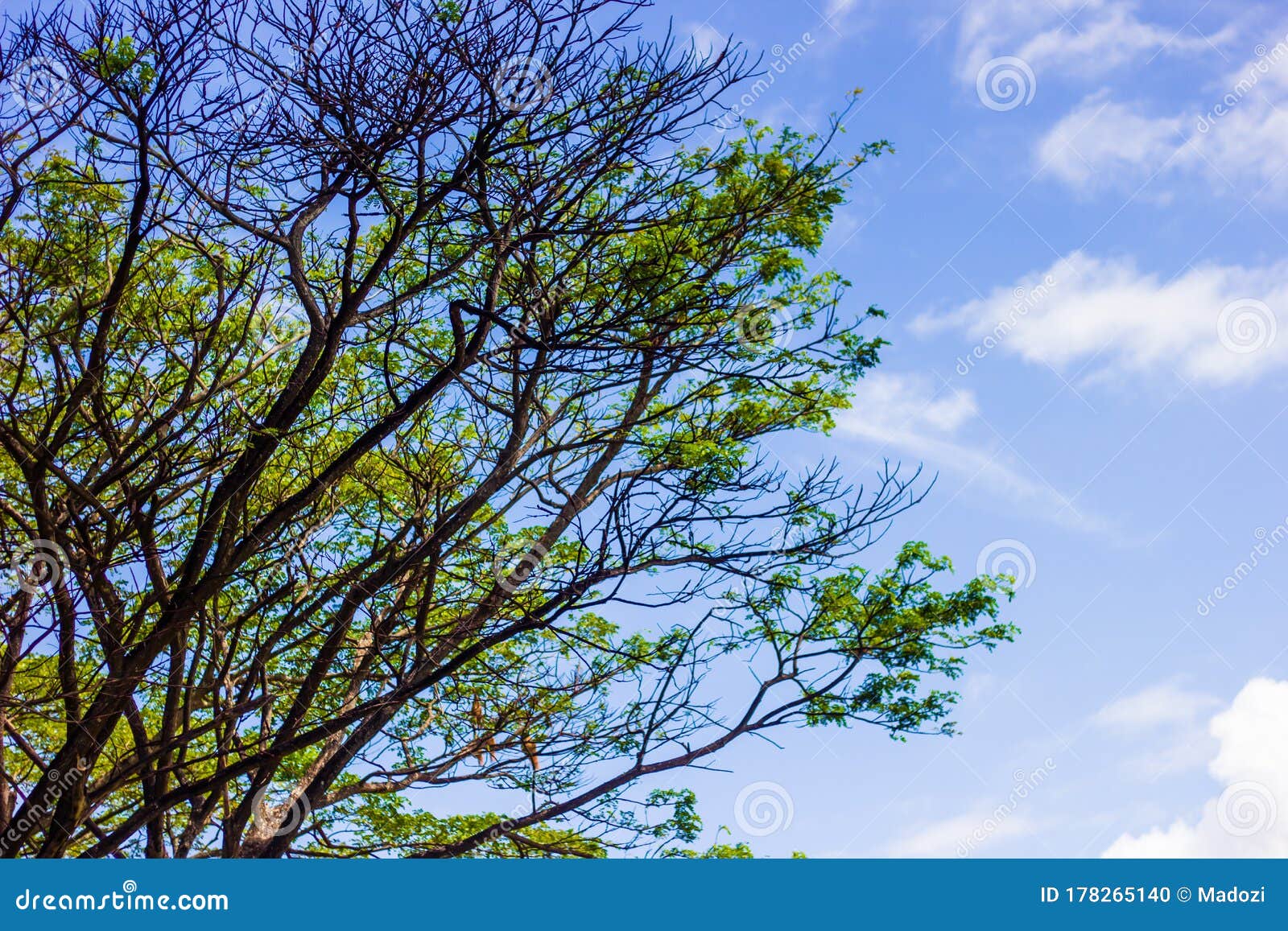 Green Branches of Spring Forest Trees Extend To the Blue Sky Stock ...
