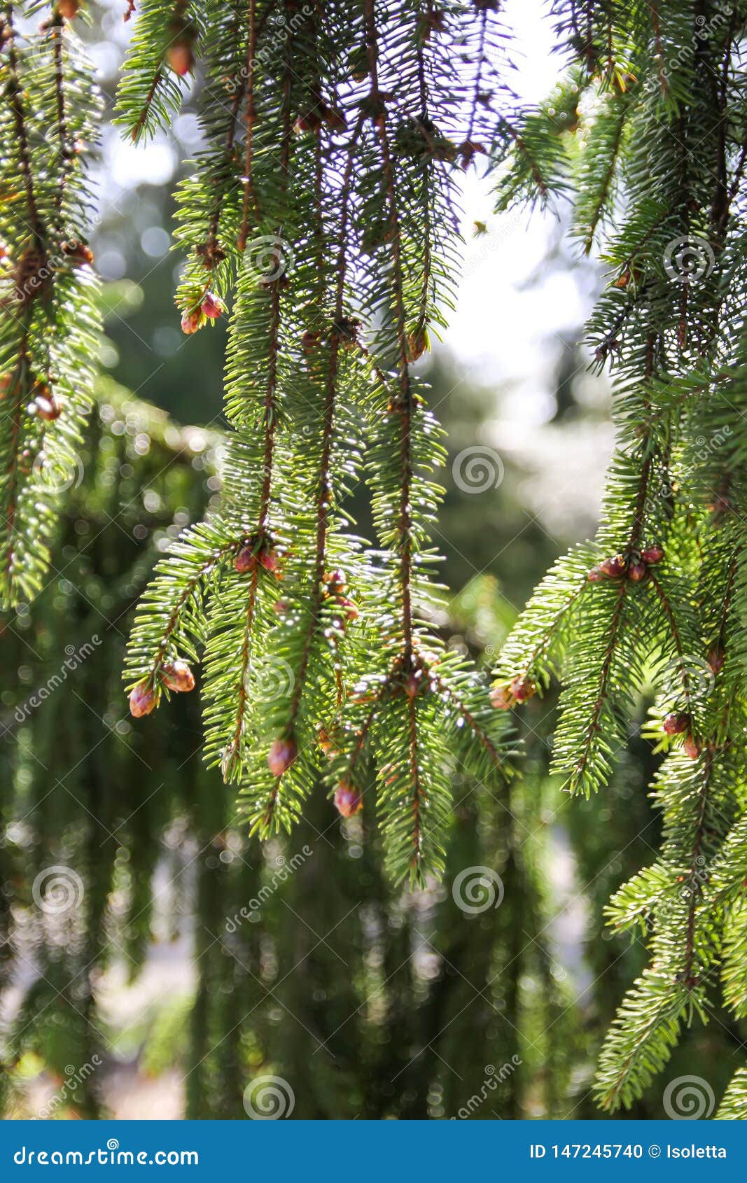 Branches of Spruce Tree in Spring Park Stock Photo - Image of summer ...