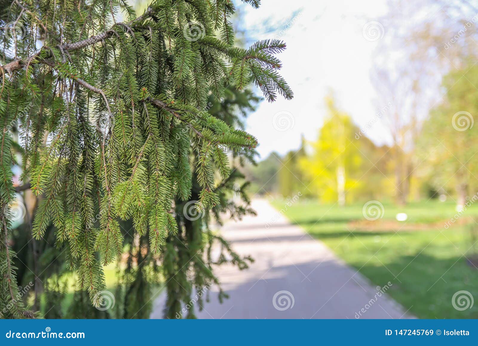 Green Spruce Tree in Spring Park Stock Image - Image of tree, green ...