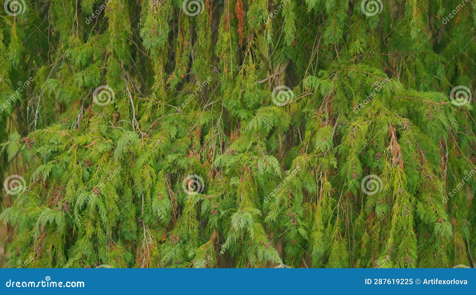 Green Branches of Thuja Tree. Thuja Occidentalis is an Evergreen ...