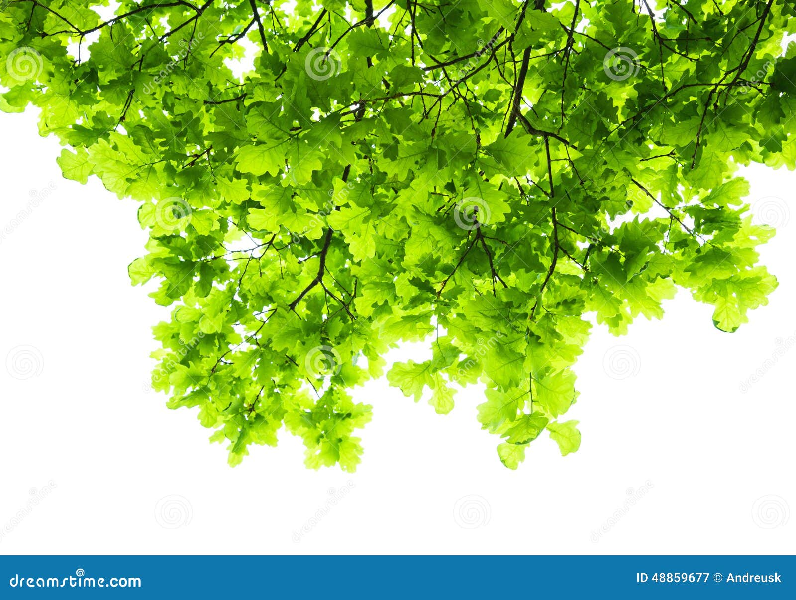 Green branches stock image. Image of branches, branch - 48859677