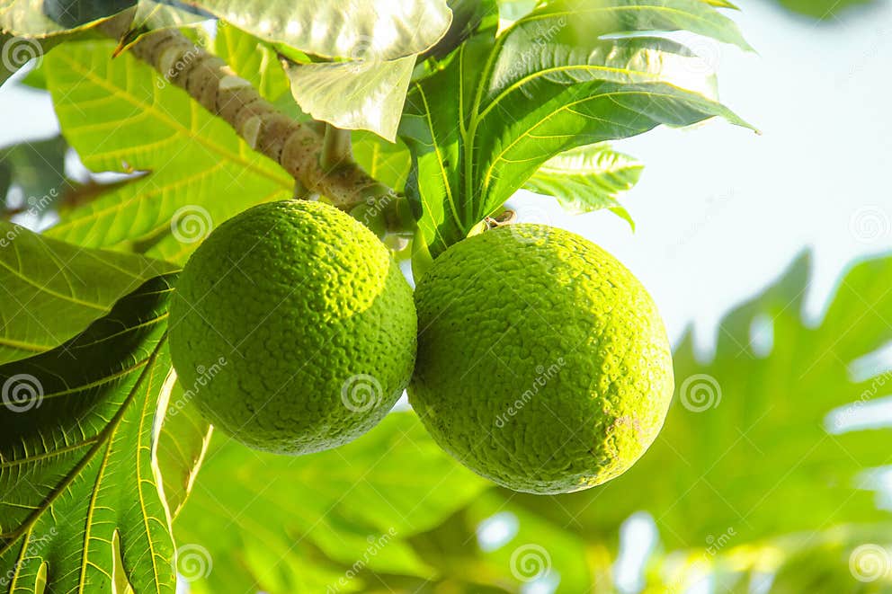 Green Breadfruit Still on the Tree Stock Photo - Image of organic ...