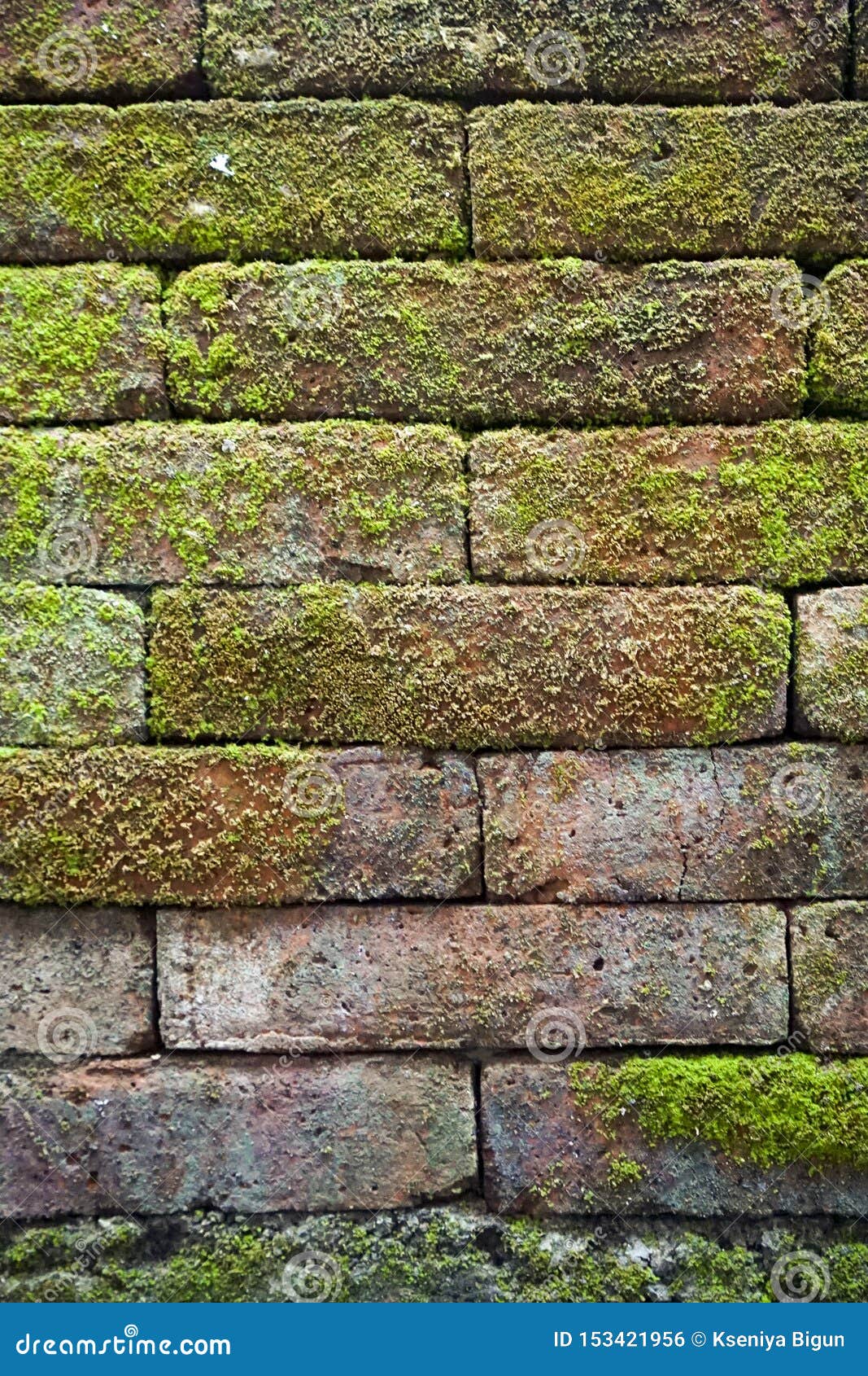 Green Brick Texture. Brick with Grass Stock Photo - Image of covered ...