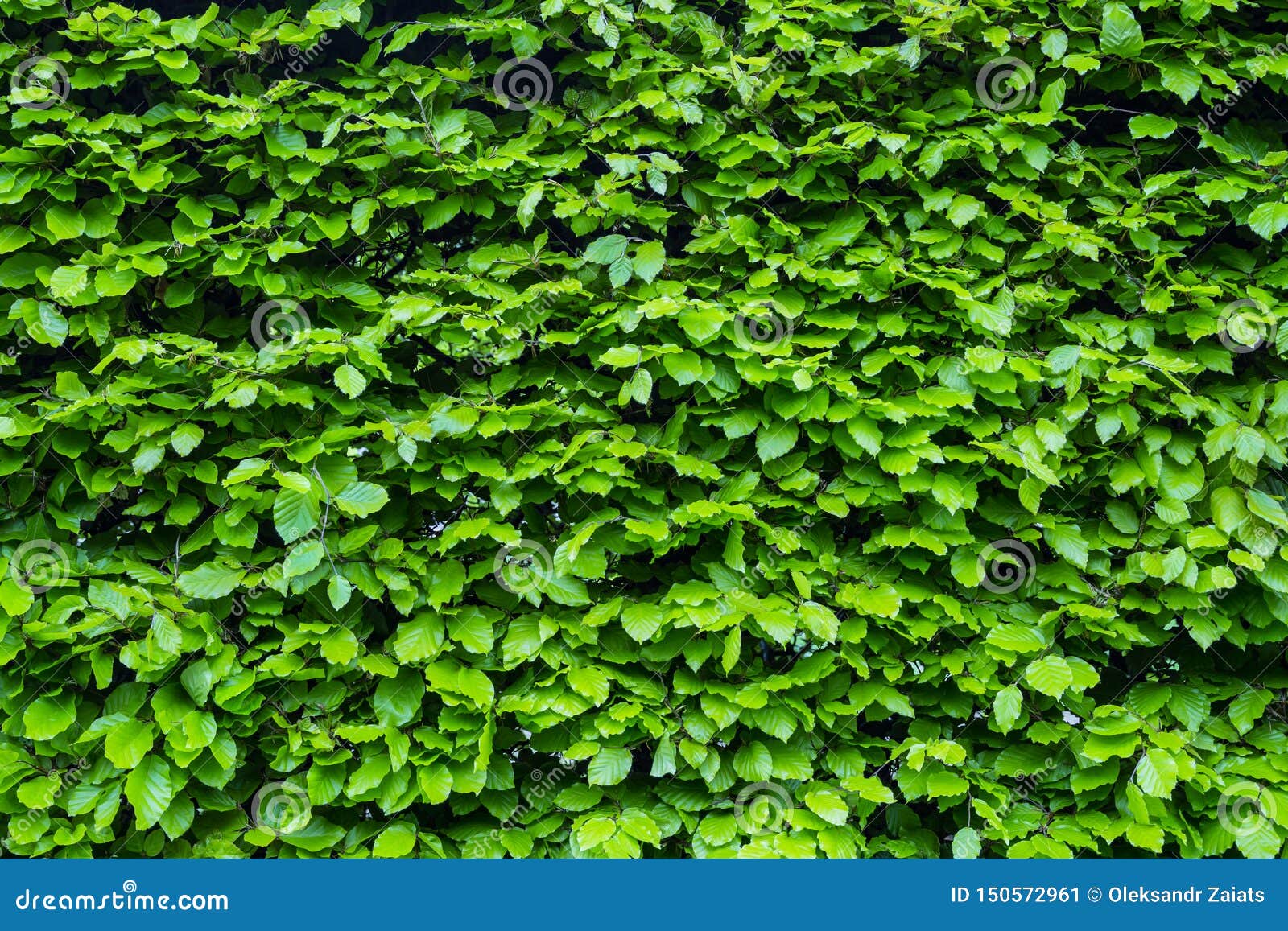 Green Bright Bush Shrub Leaves Texture. Front View of the Bush Stock ...