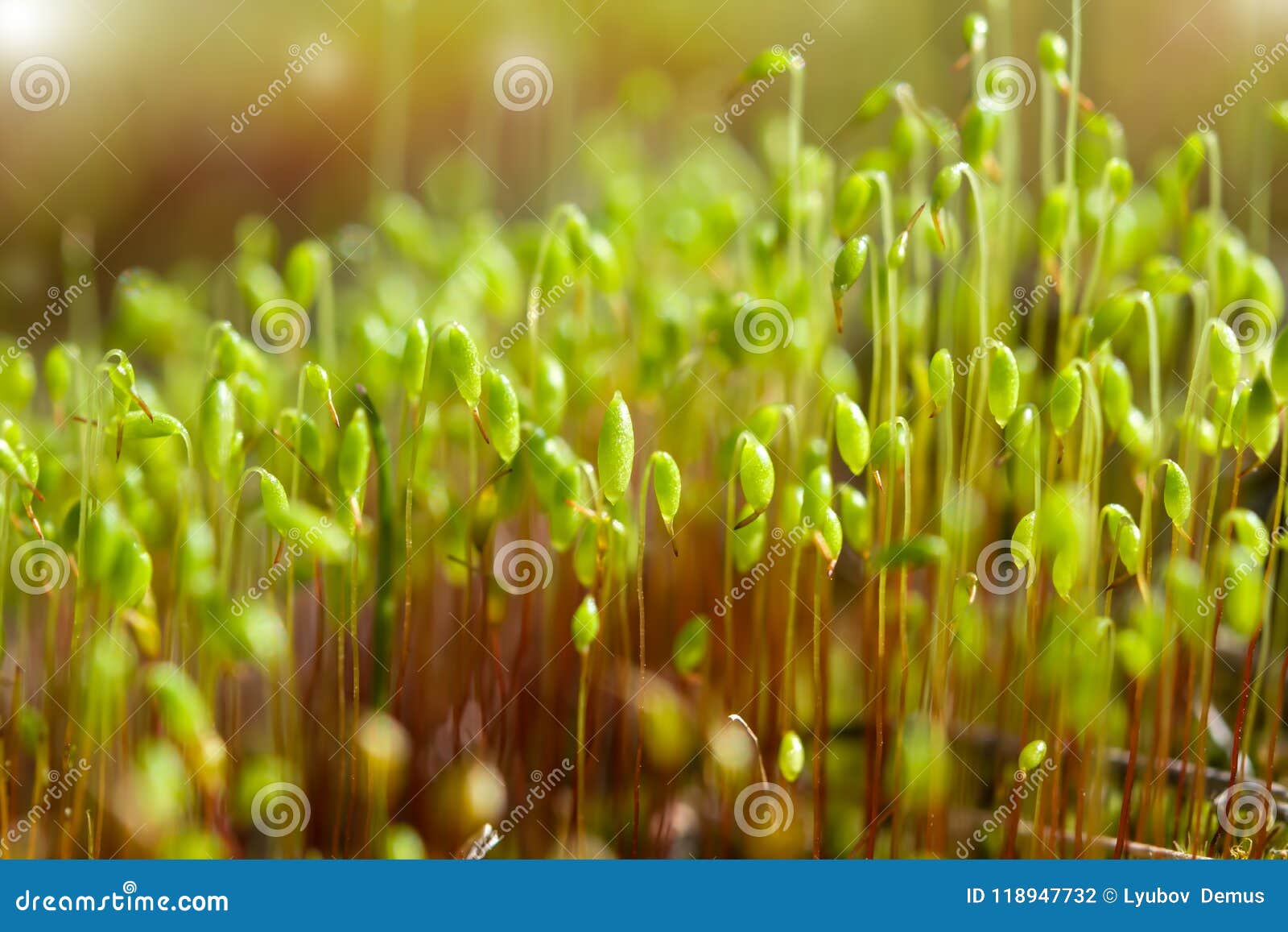 Green Bright Fresh Moss Grows on a Piece of Brown Earth, Stock Photo ...
