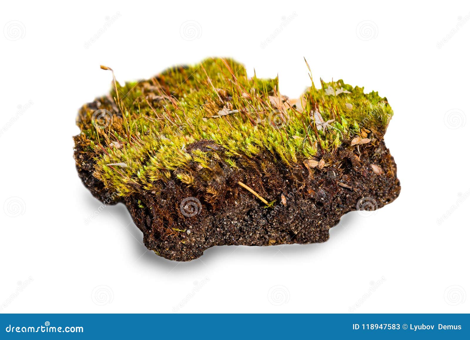 Green Bright Fresh Moss Grows on a Piece of Brown Earth, Stock Image ...