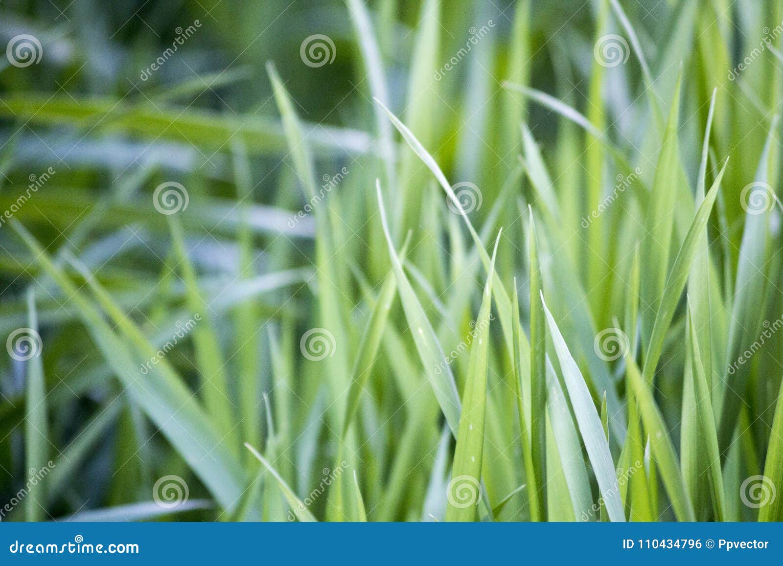 Green bright grass stock photo. Image of field, freshness - 110434796