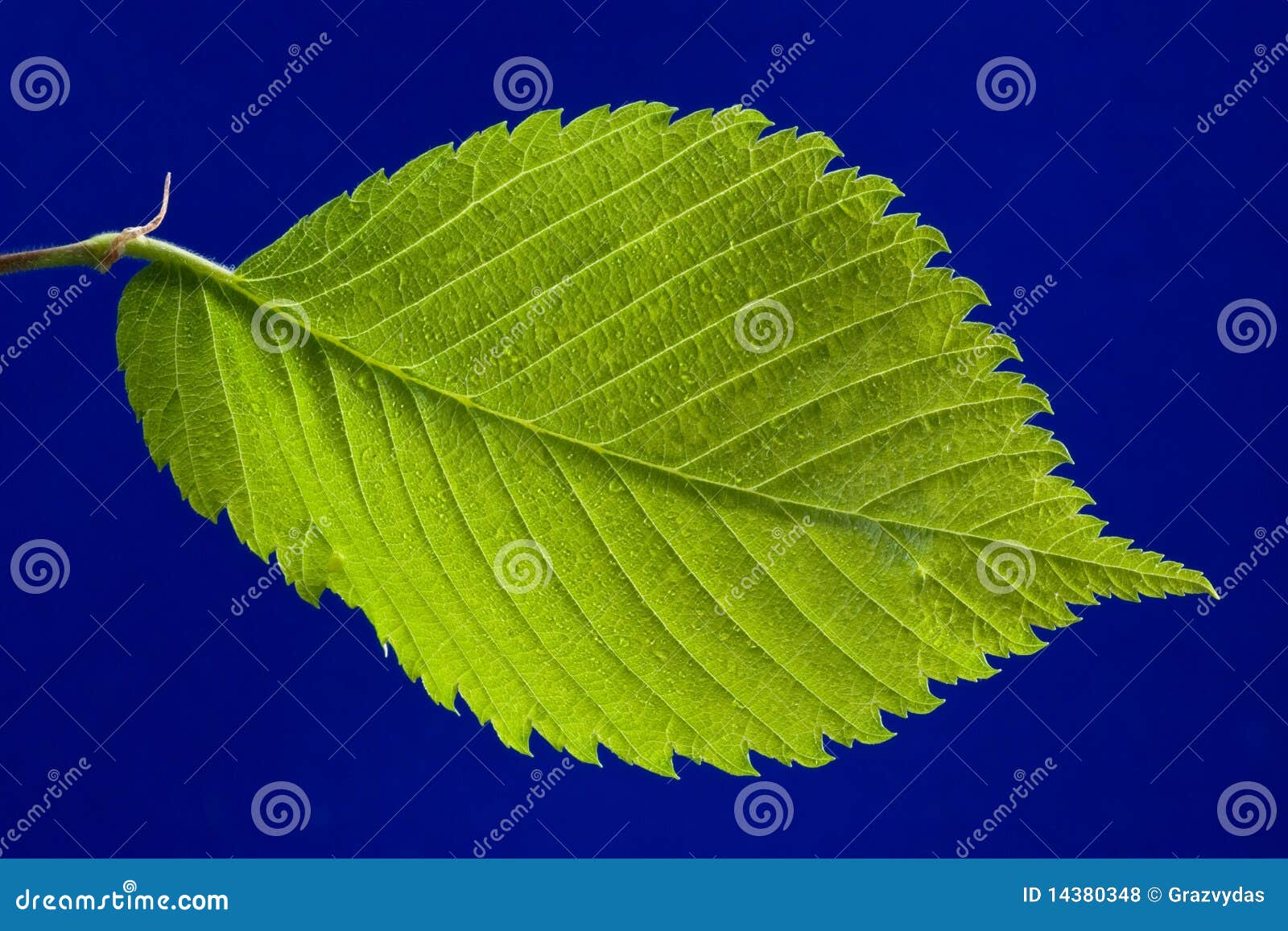 Green bright leaf stock photo. Image of beautiful, harmony - 14380348