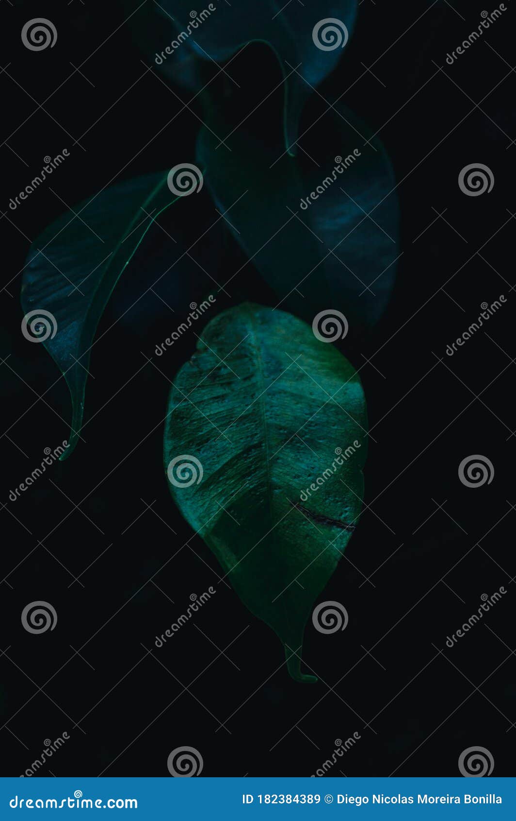 Green Bright Leaf Portrait Focused in the Dark Stock Image - Image of ...