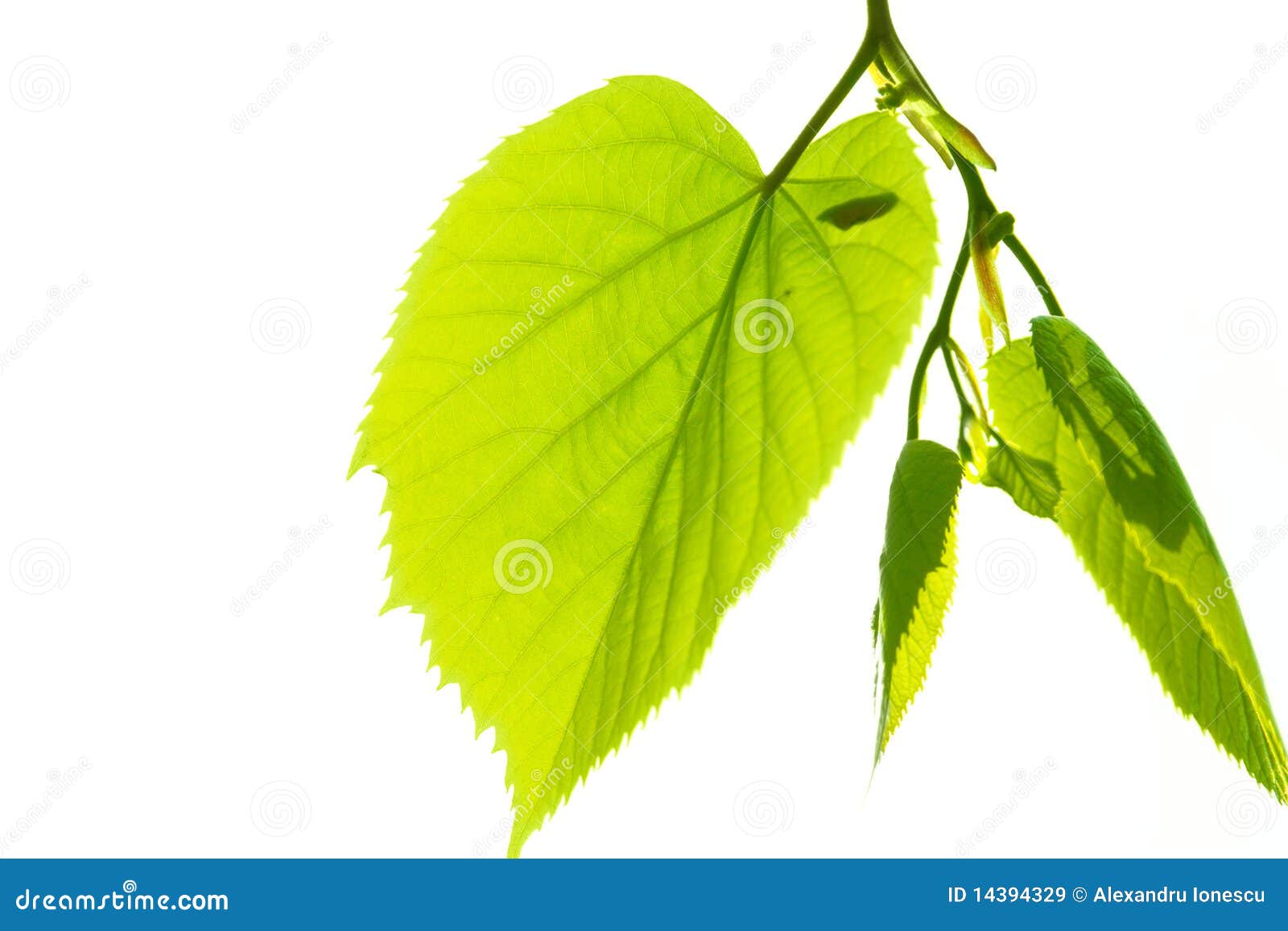 Green and Bright Lime Tree Leaves Stock Image - Image of environment ...