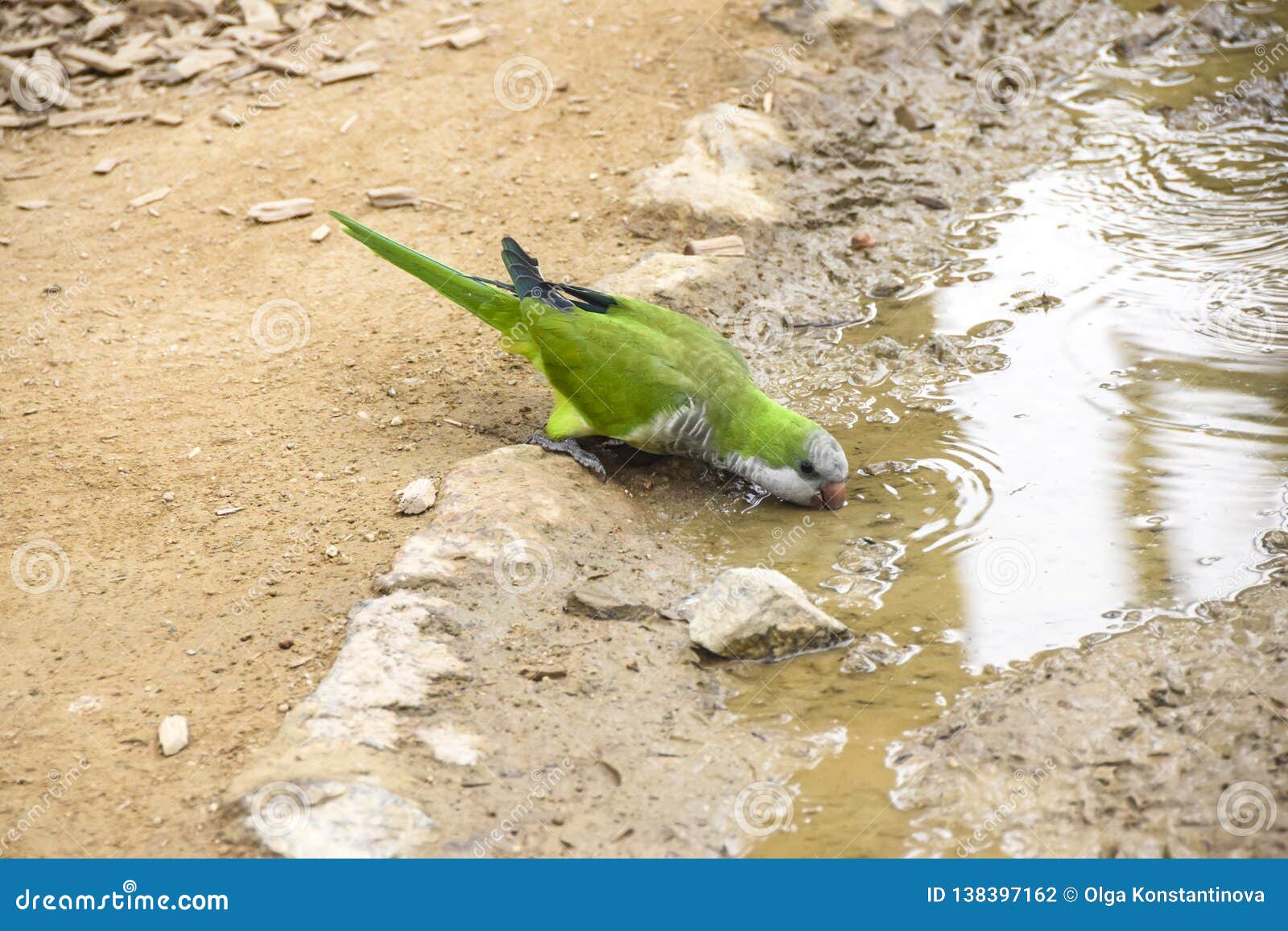 Green Bright Little Parrots on the Sand Drink Water Stock Photo - Image ...