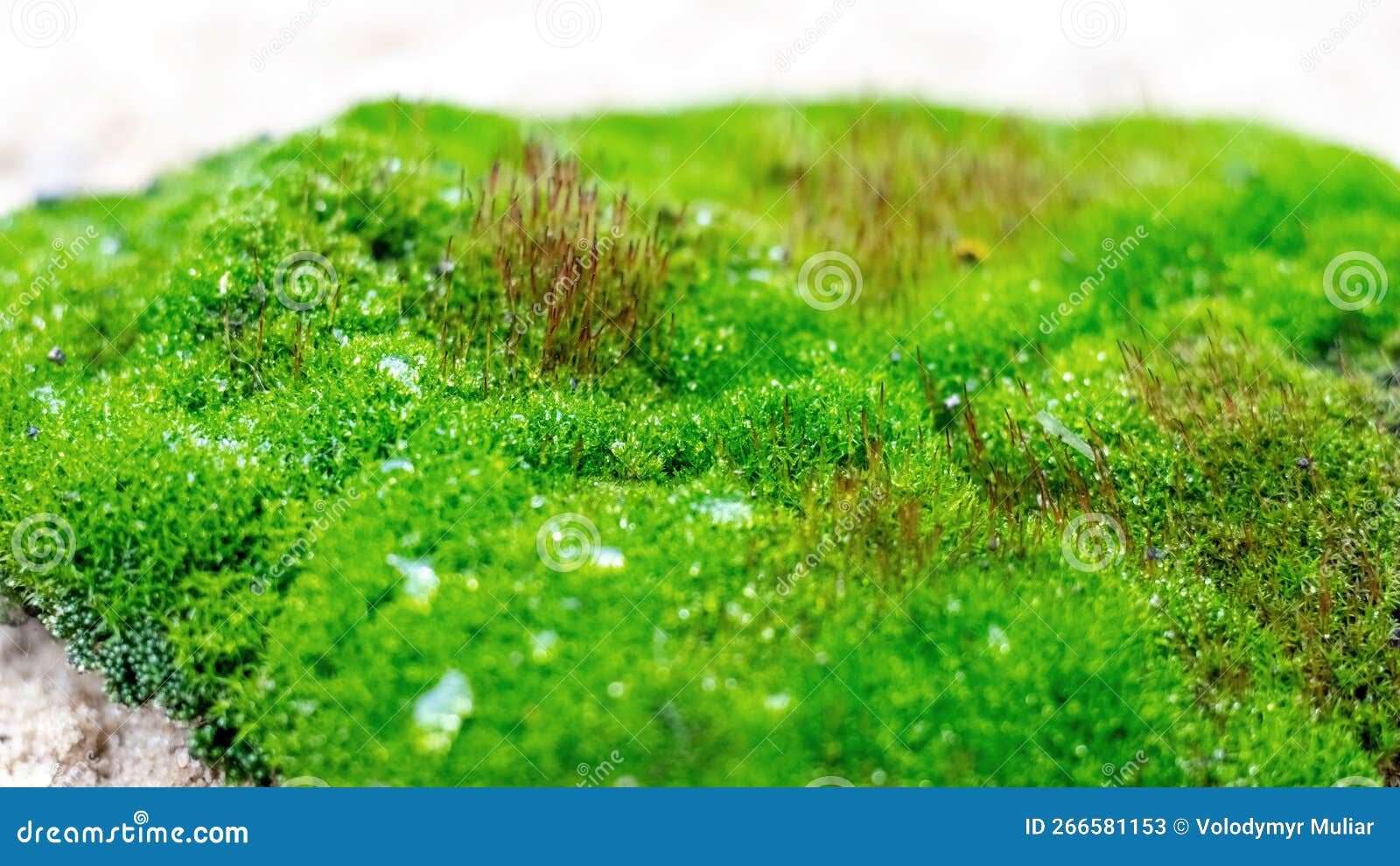 Bright Moss Texture Royalty-Free Stock Photo | CartoonDealer.com #46887813