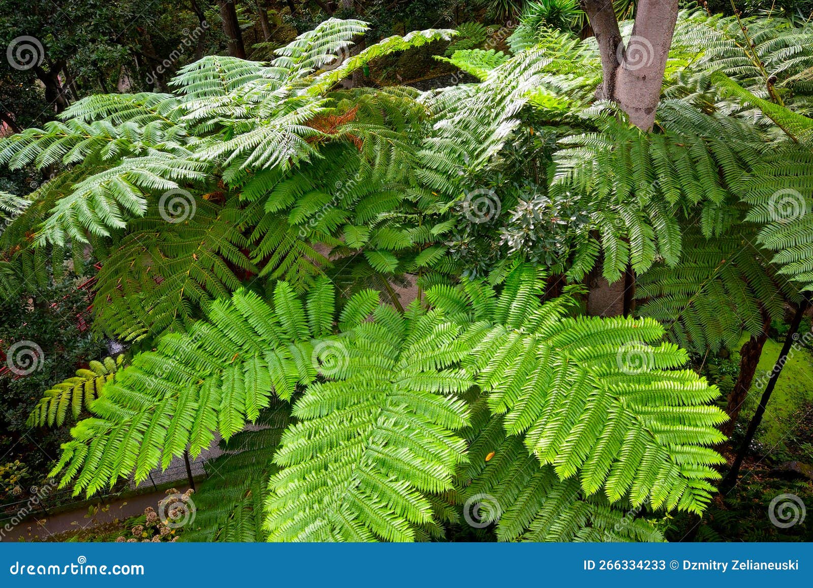 Green Bright Palm Leaves in the Rainforest. Stock Image - Image of ...