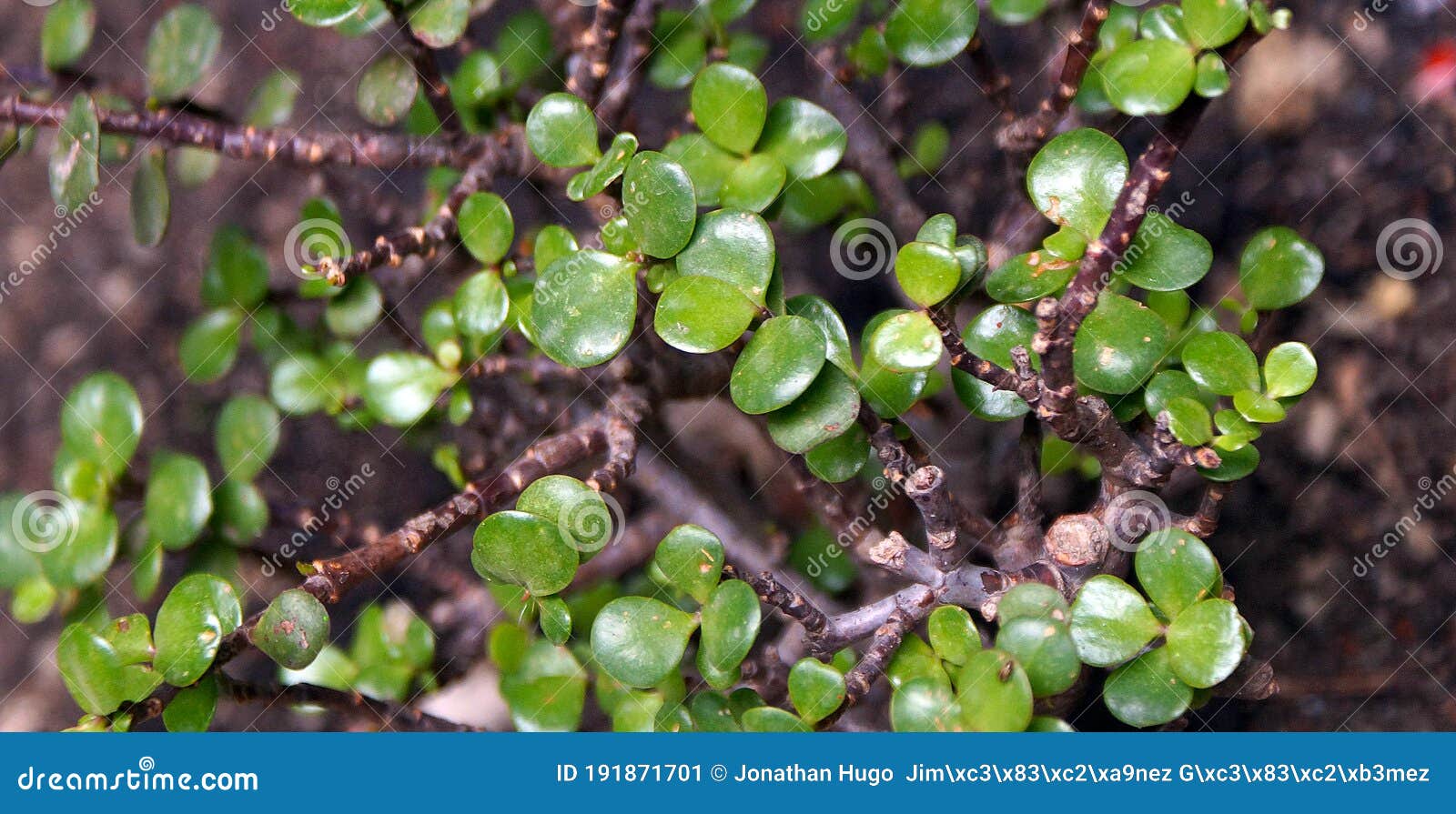 Green Bright Round Leafs Background Stock Image - Image of bright ...